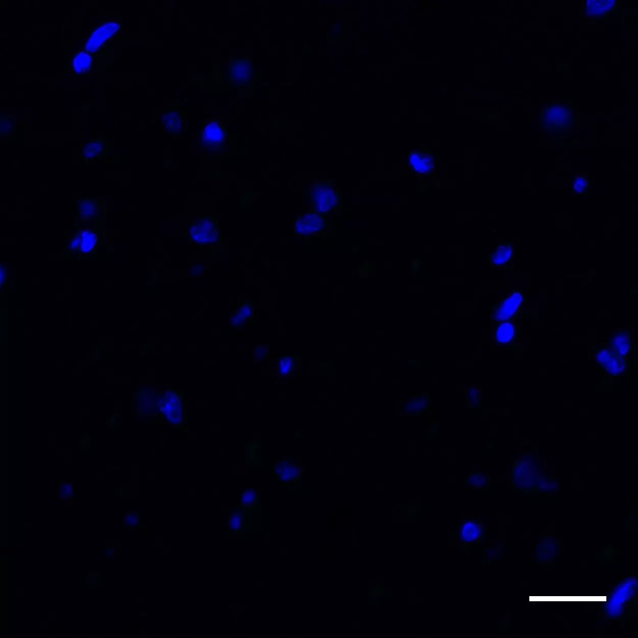 MAP2 Antibody, anti-human/mouse, REAdye_lease™ | Miltenyi Biotec | USA