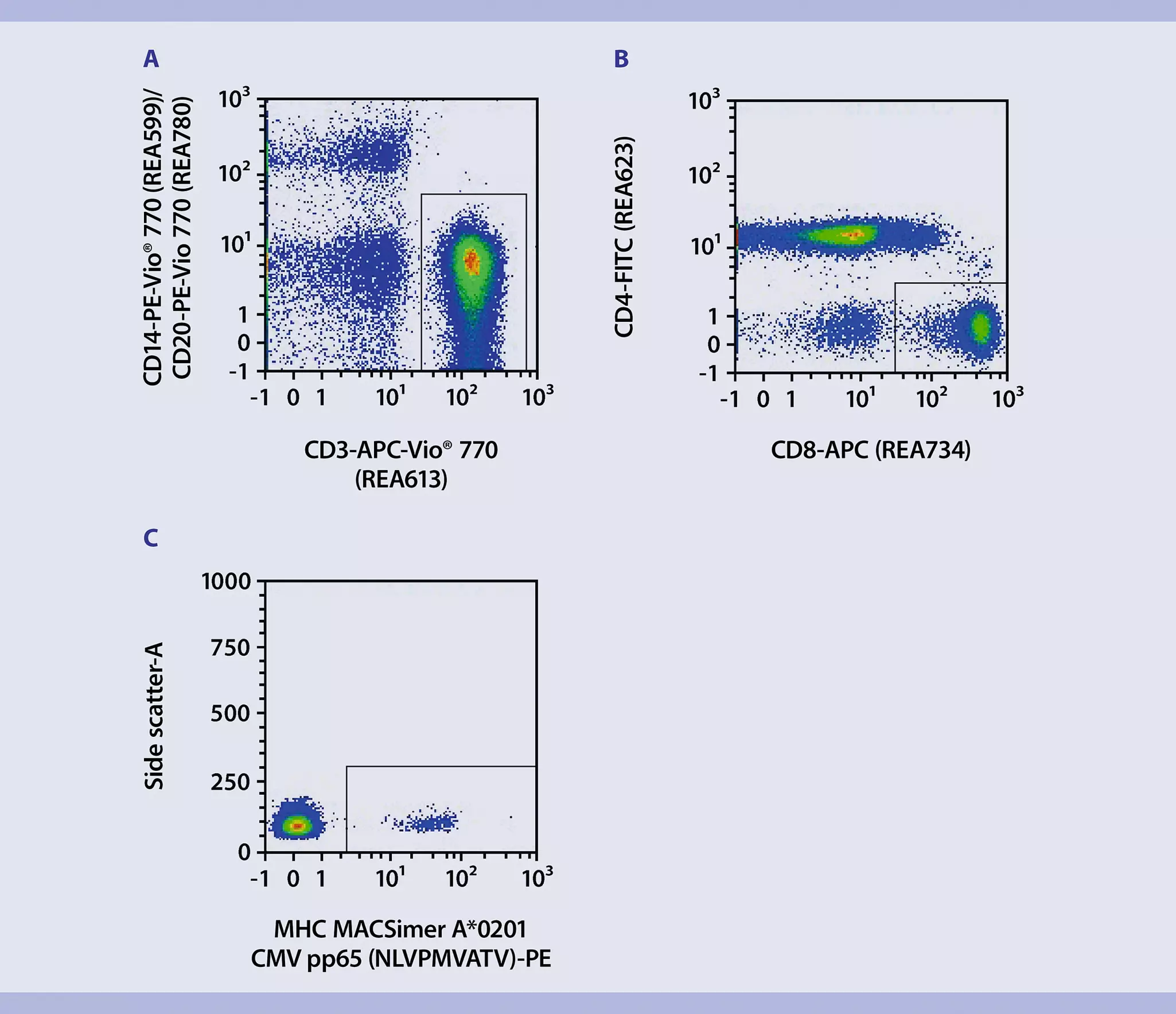 MHC multimers | antigen-specific T cells | MACS Separation | Miltenyi ...