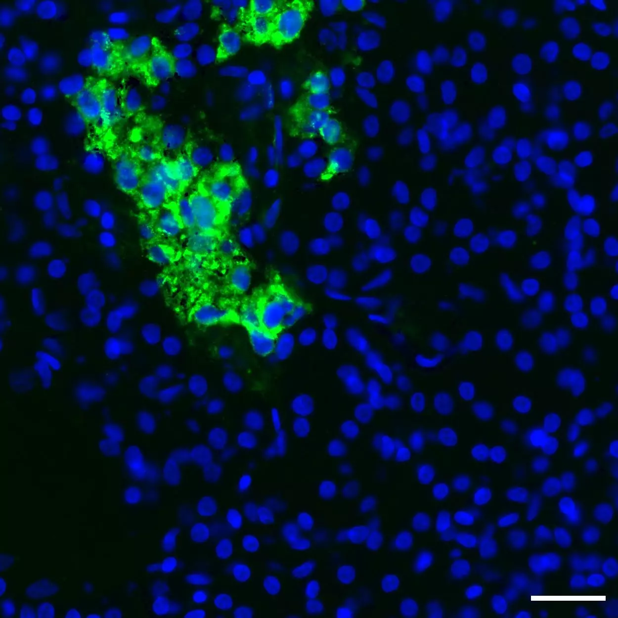 C-peptide Antibody, anti-human, REAdye_lease™ | Miltenyi Biotec | India