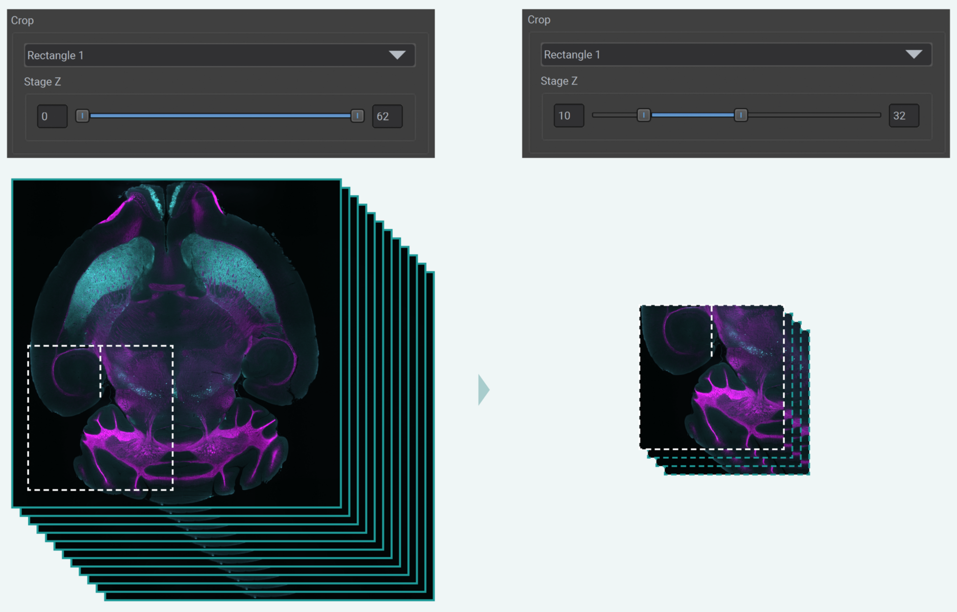 MACS® iQ View - 3D Large Volume Software | Miltenyi Biotec | USA