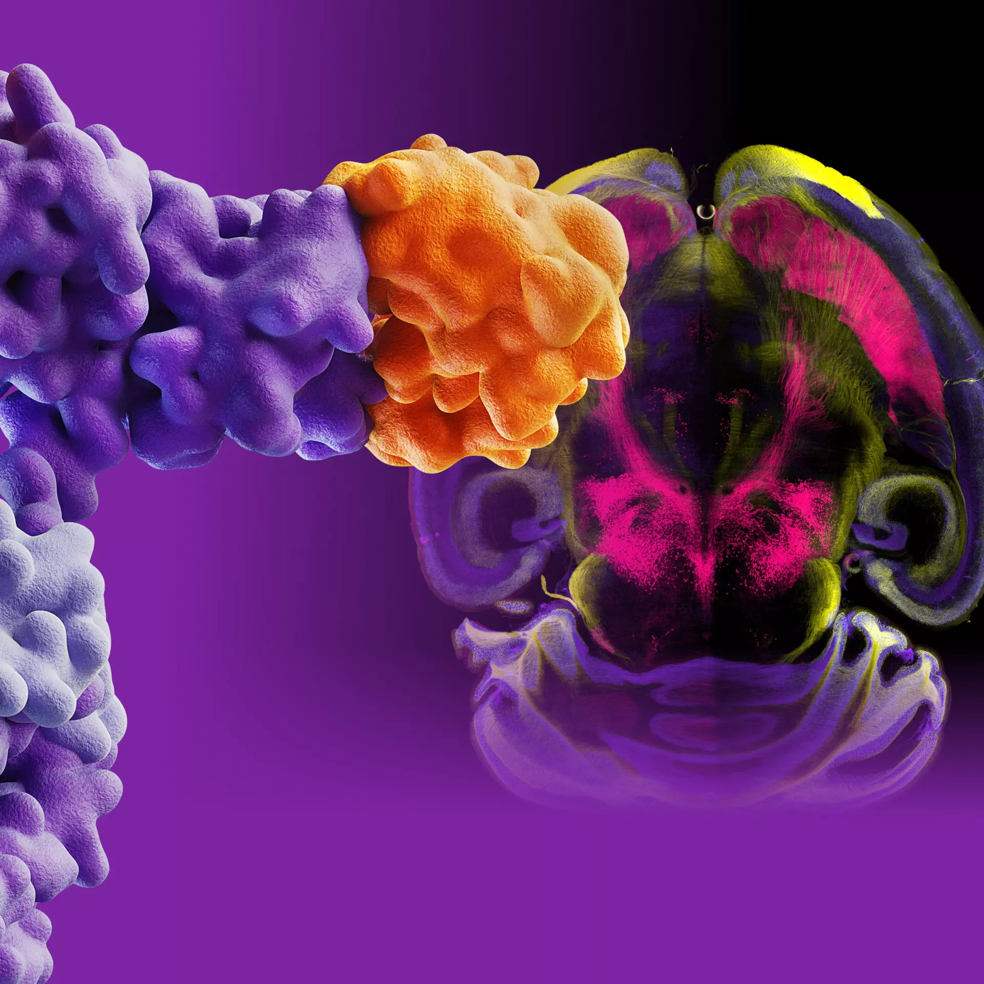 Light sheet microscope | UltraMicroscope Platform | Visualizing complex ...