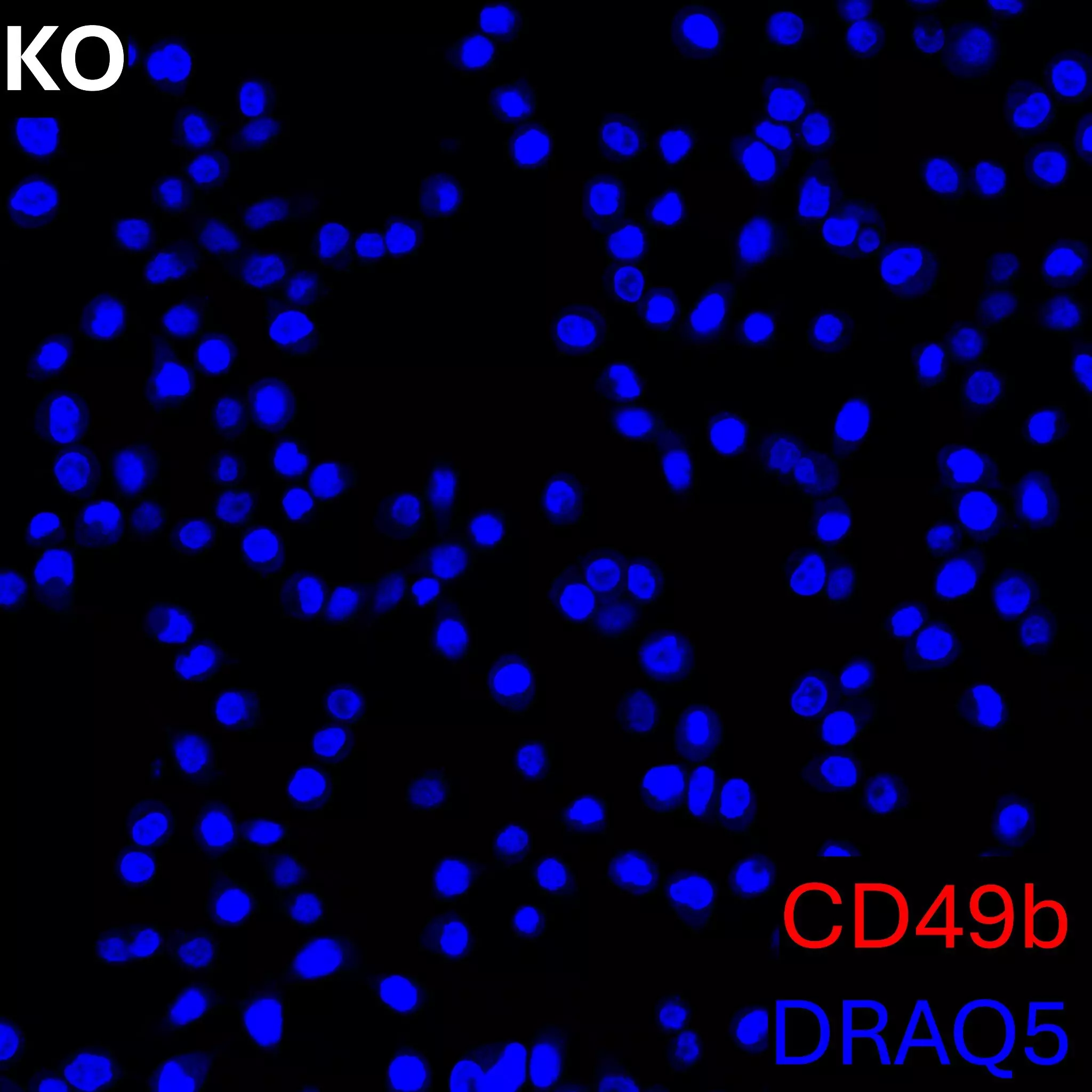 CD49b Antibody, anti-human, REAfinity™ | Miltenyi Biotec | USA