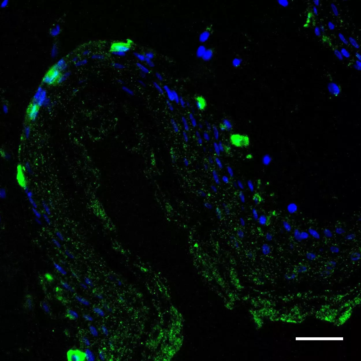 MART-1 Antibody, anti-human, REAfinity™ | Miltenyi Biotec | USA