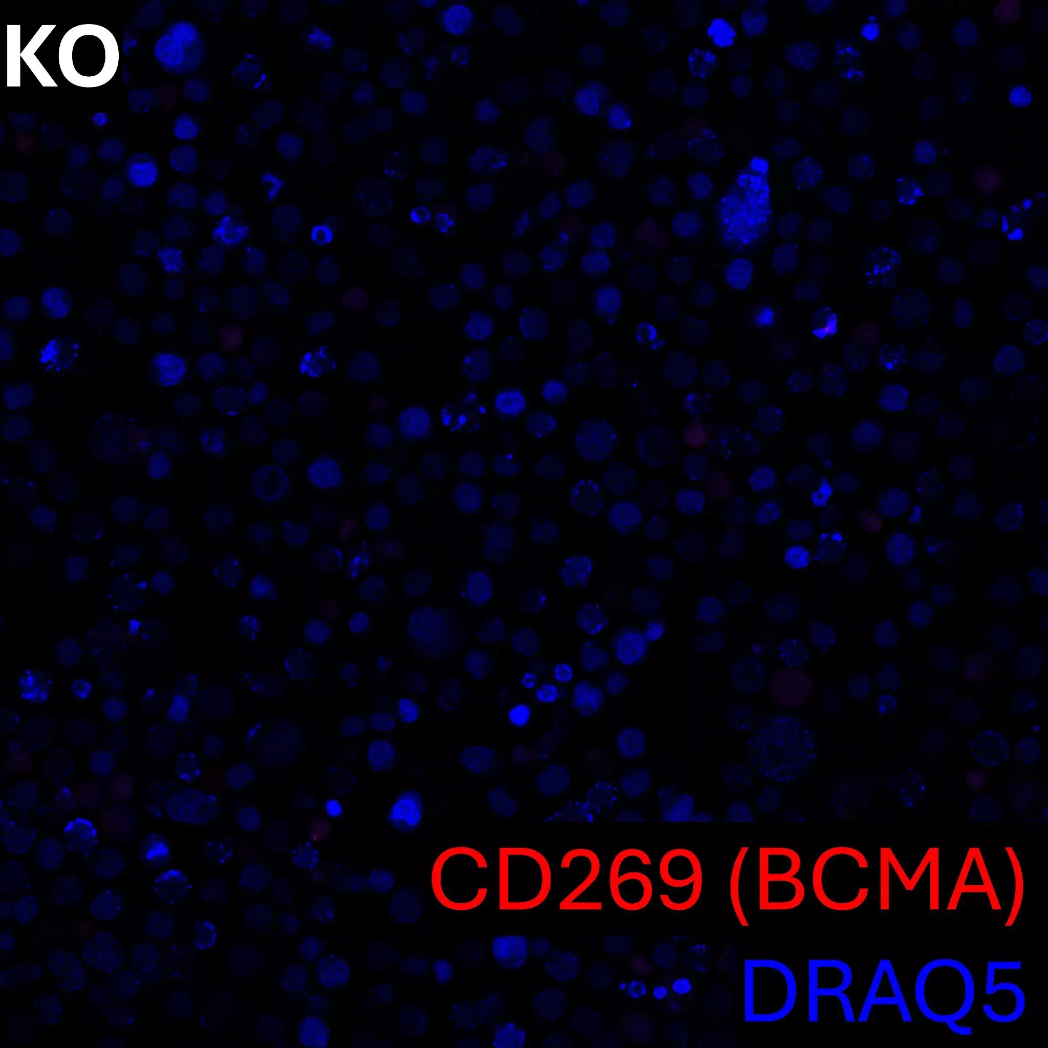 CD269 (BCMA) Antibody, anti-human, REAfinity™ | Miltenyi Biotec | USA
