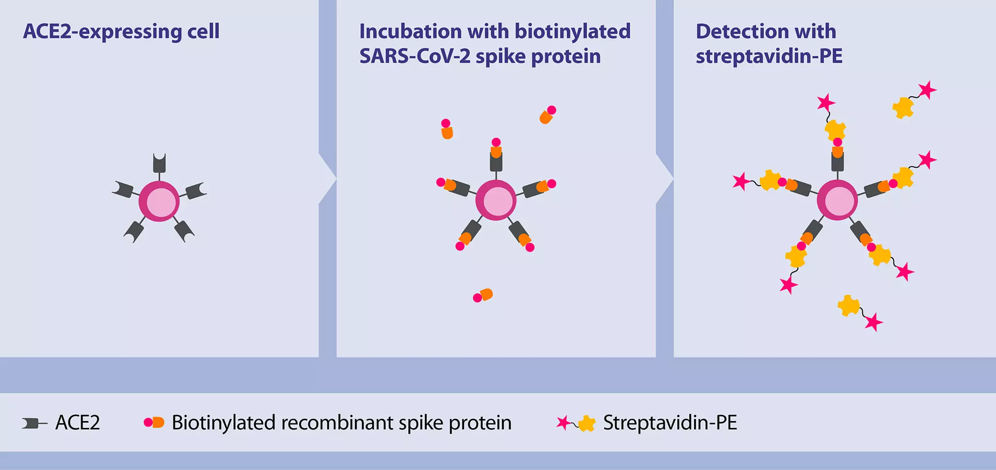 Recombinant SARS-CoV-2 Spike-Trimer (HEK) | Miltenyi Biotec | USA