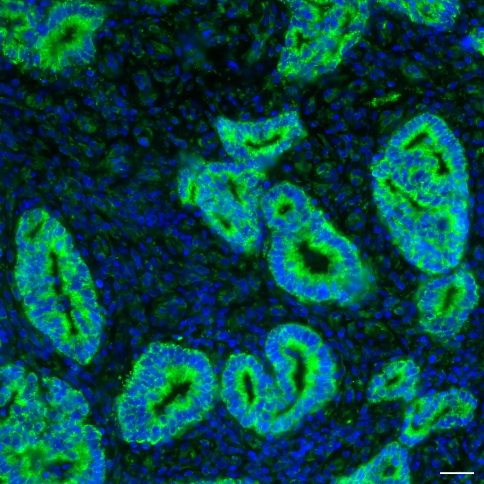 c-Met (HGFR) Antibody, anti-human, REAfinity™ | Miltenyi Biotec | Canada