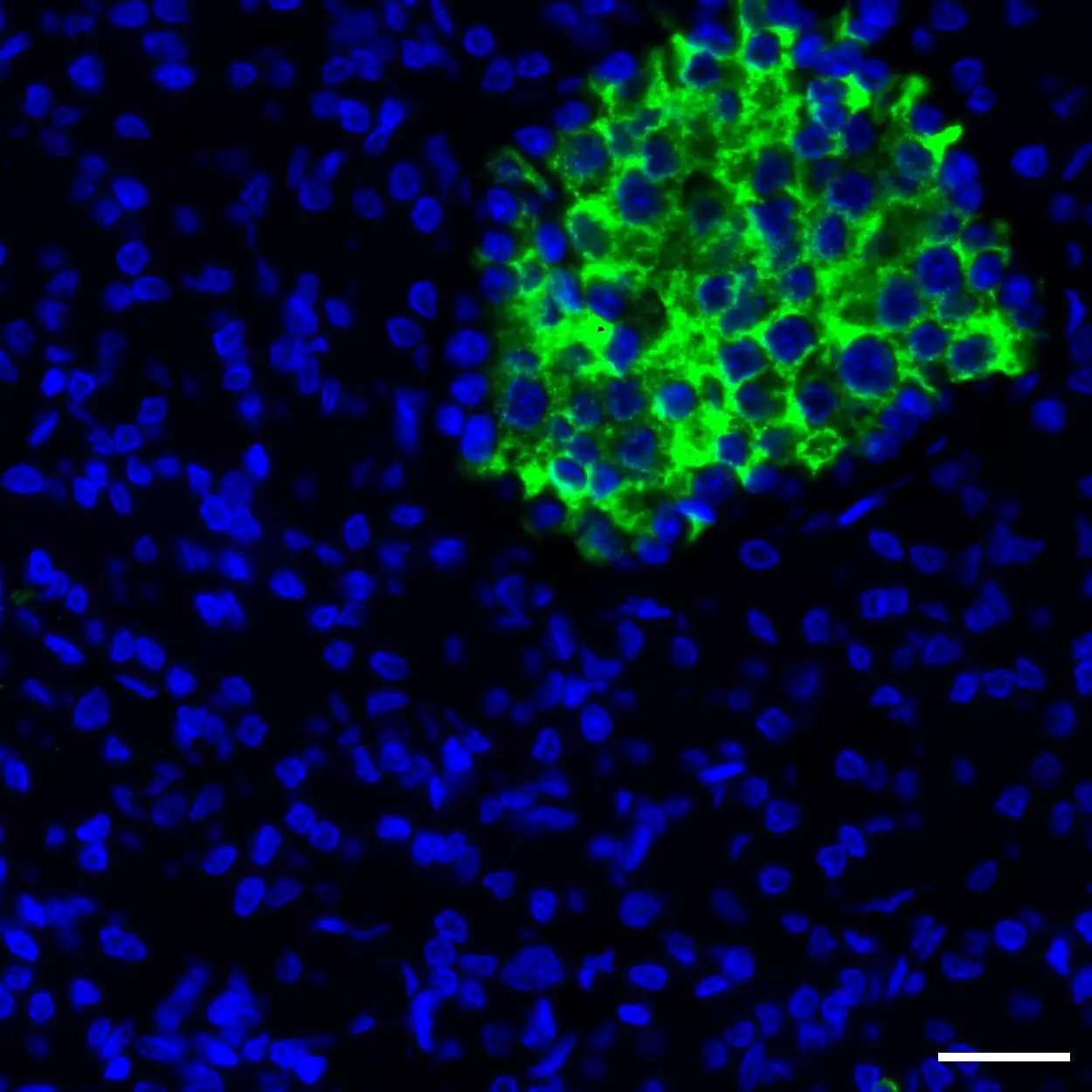 Insulin Antibody, anti-human, REAdye_lease™ | Miltenyi Biotec | India