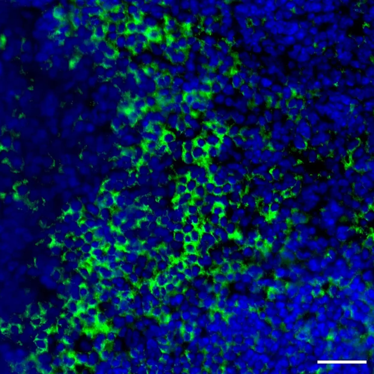 CD38 Antibody, anti-mouse, REAlease® | Miltenyi Biotec | USA