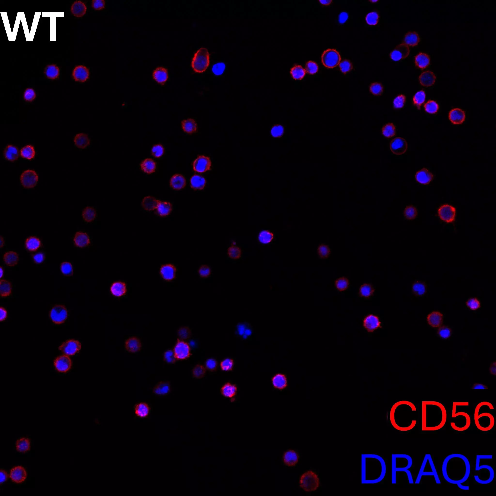 CD56 Antibody, anti-human, REAfinity™ | Miltenyi Biotec | USA