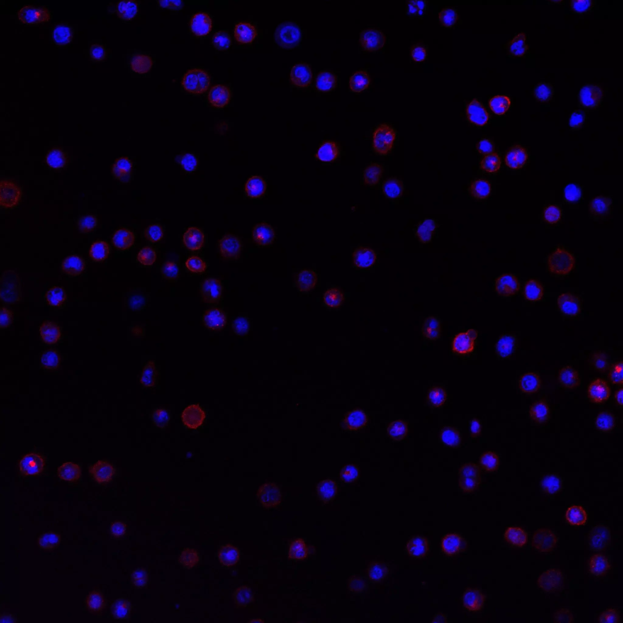 CD27 Antibody, anti-human/mouse, REAfinity™ | Miltenyi Biotec | USA