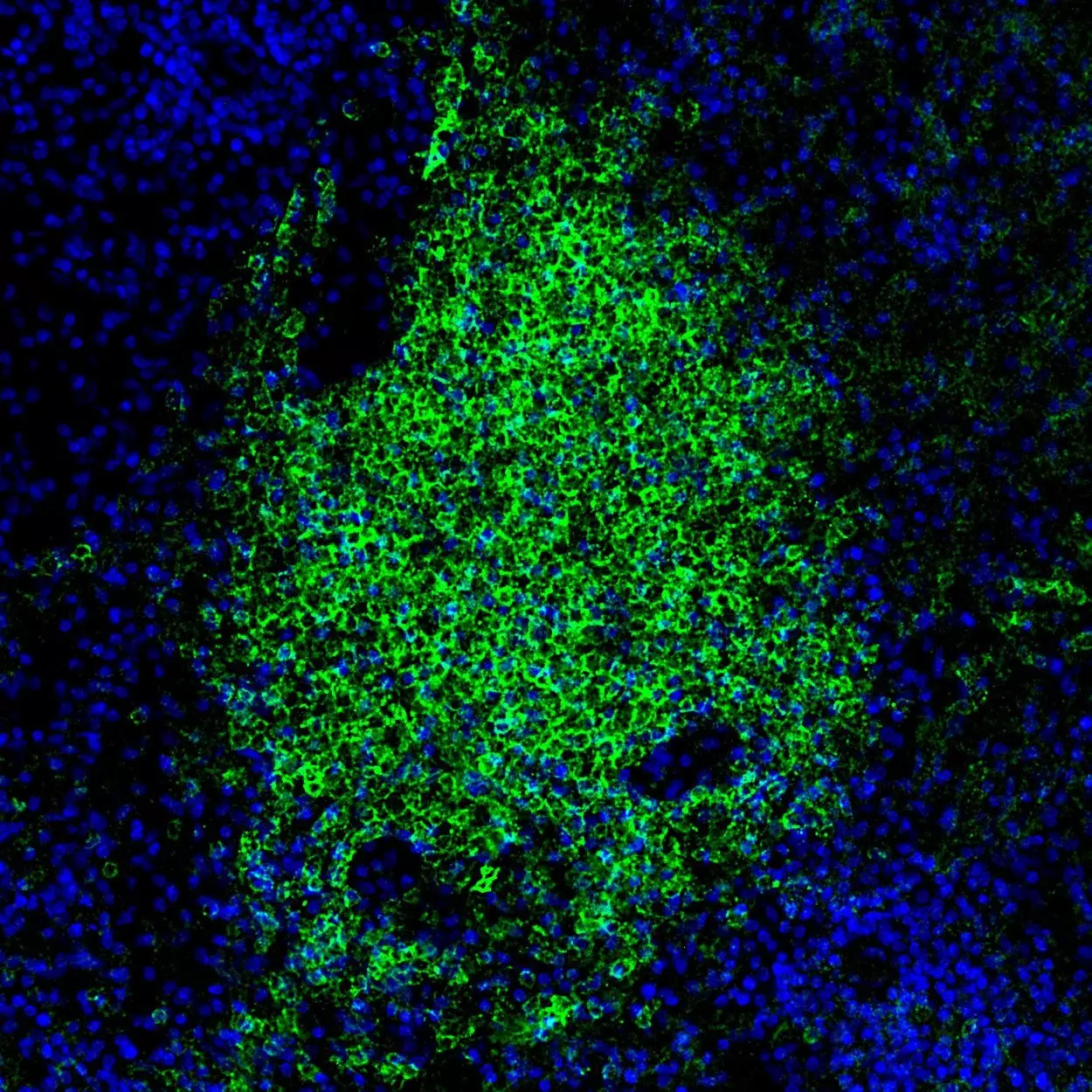 CD40 Antibody, anti-human, REAfinity™ | Miltenyi Biotec | USA