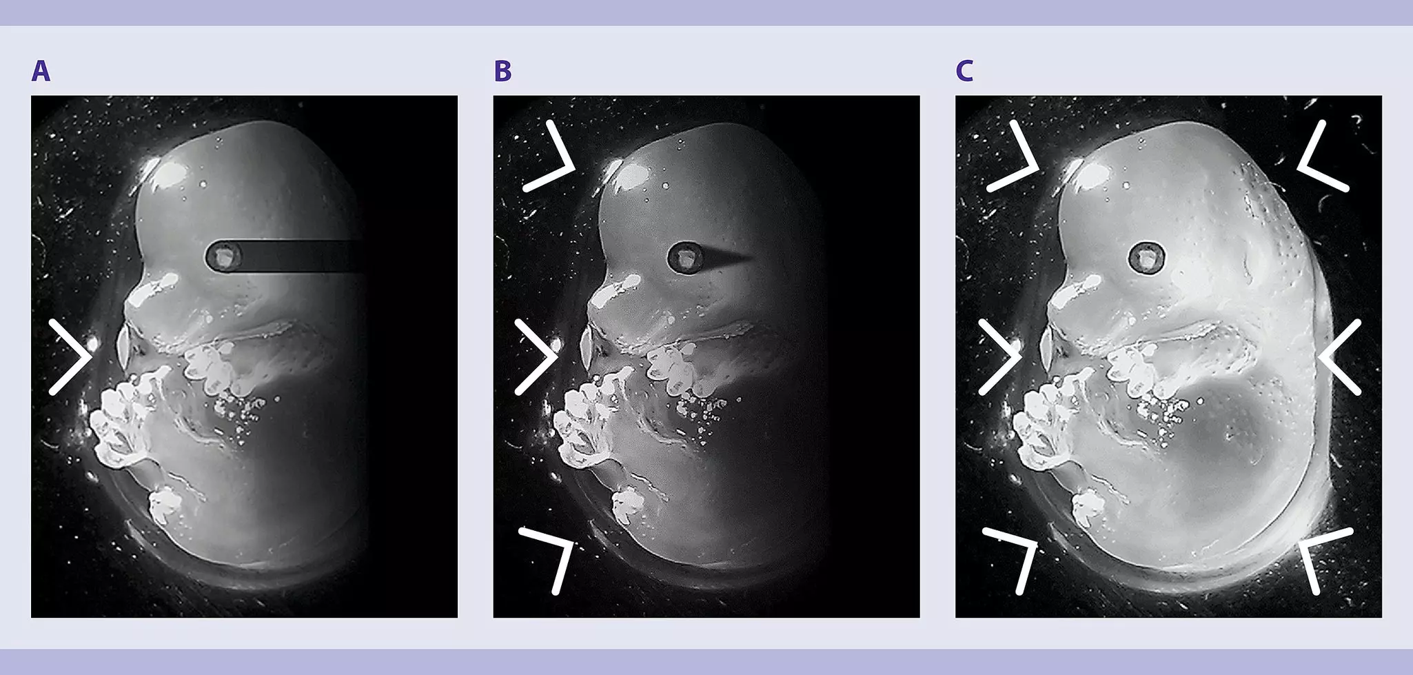 Light Sheet Microscopy | MACS® Handbook | Miltenyi Biotec | Great Britain
