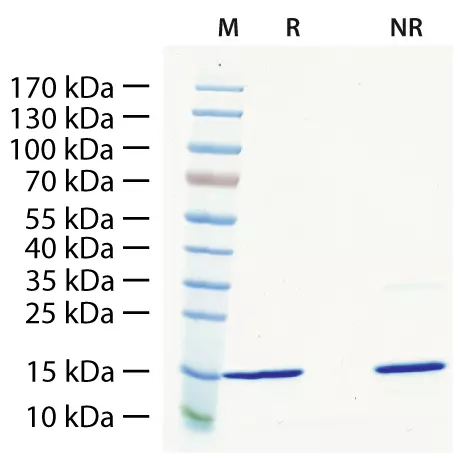 Human FGF-2 | Miltenyi Biotec | USA