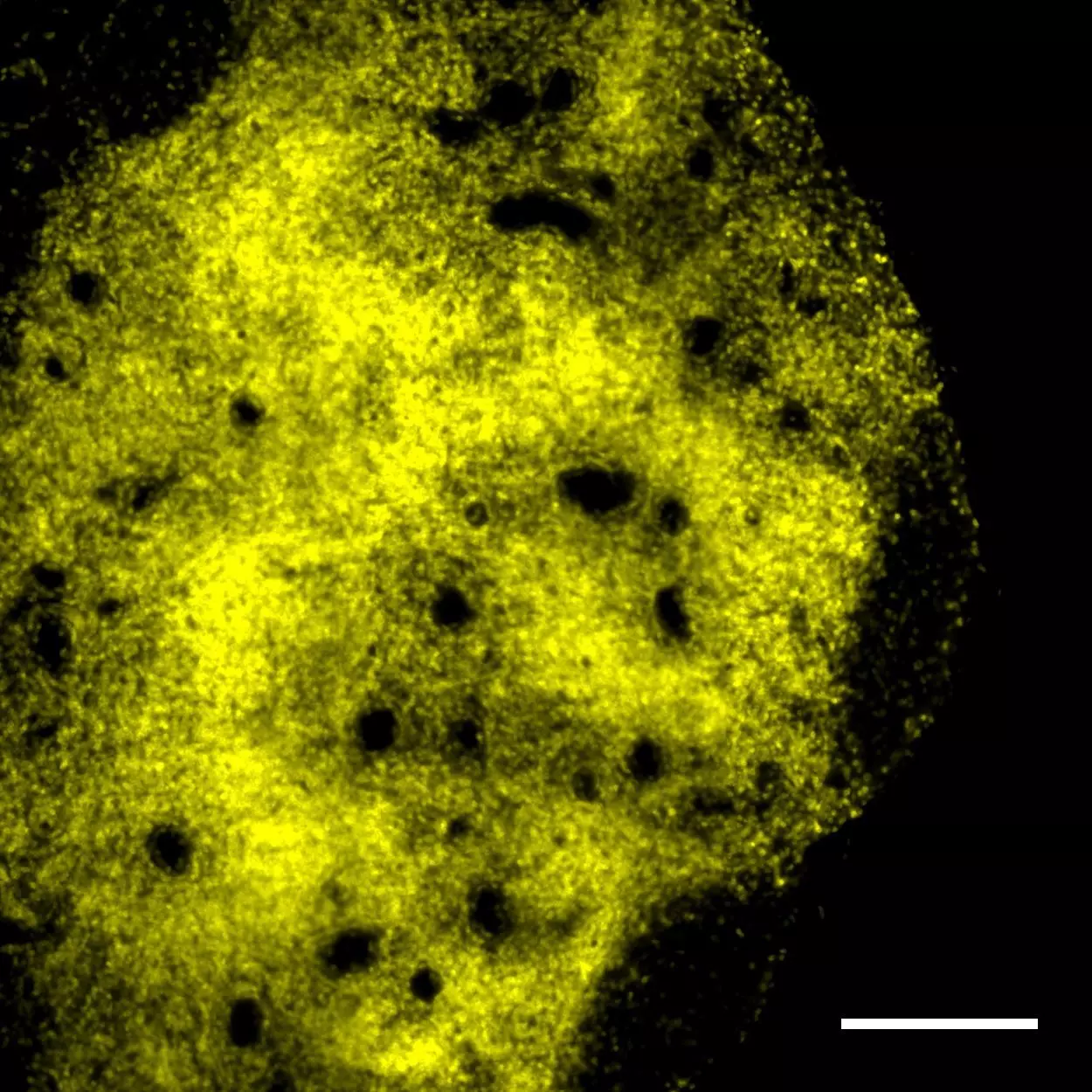 CD3 Antibody, anti-mouse, REAfinity™ | Miltenyi Biotec | USA