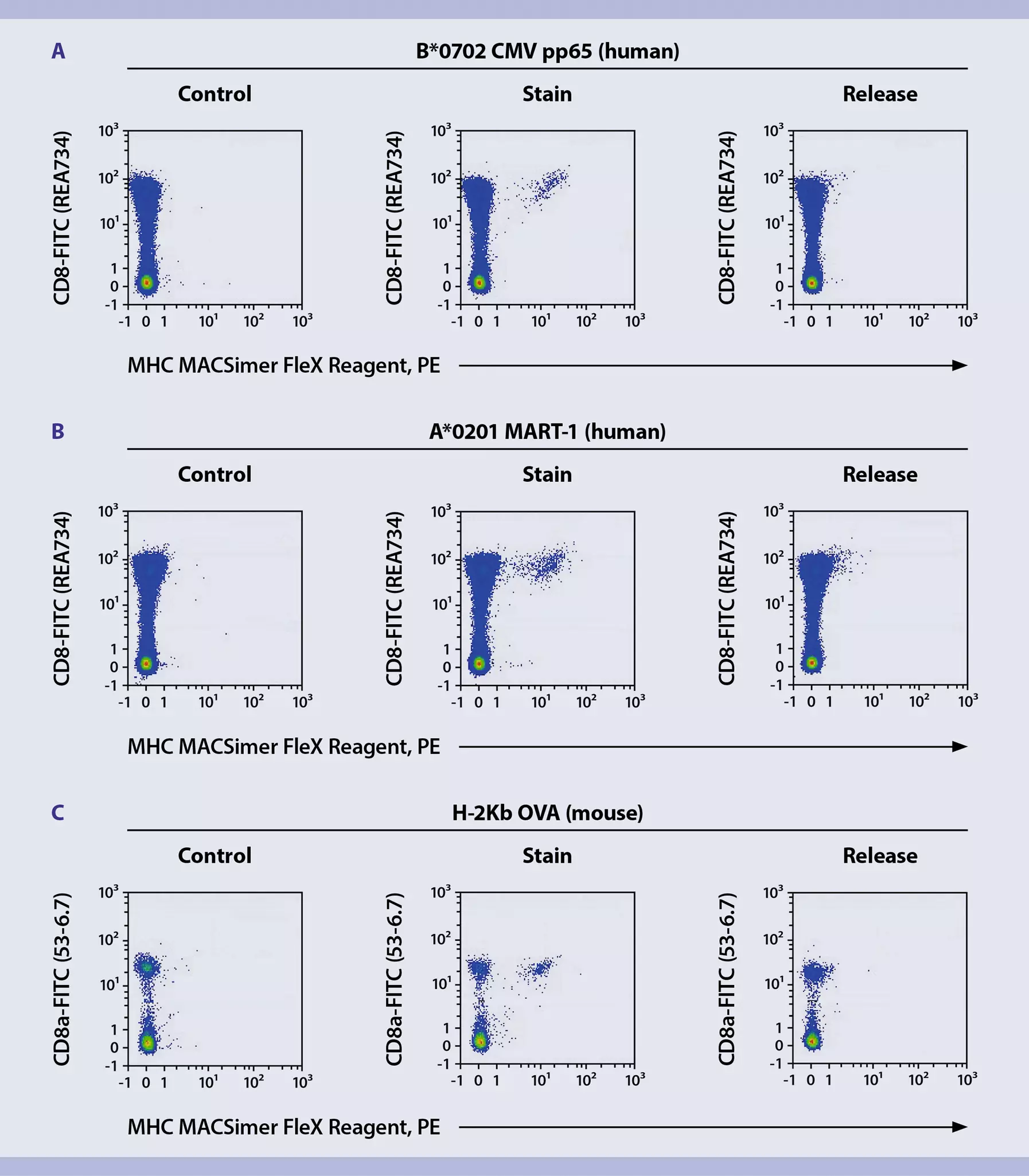 MHC multimer | Antigen-specific T cells | Peptide loading | Miltenyi Biotec | 대한민국