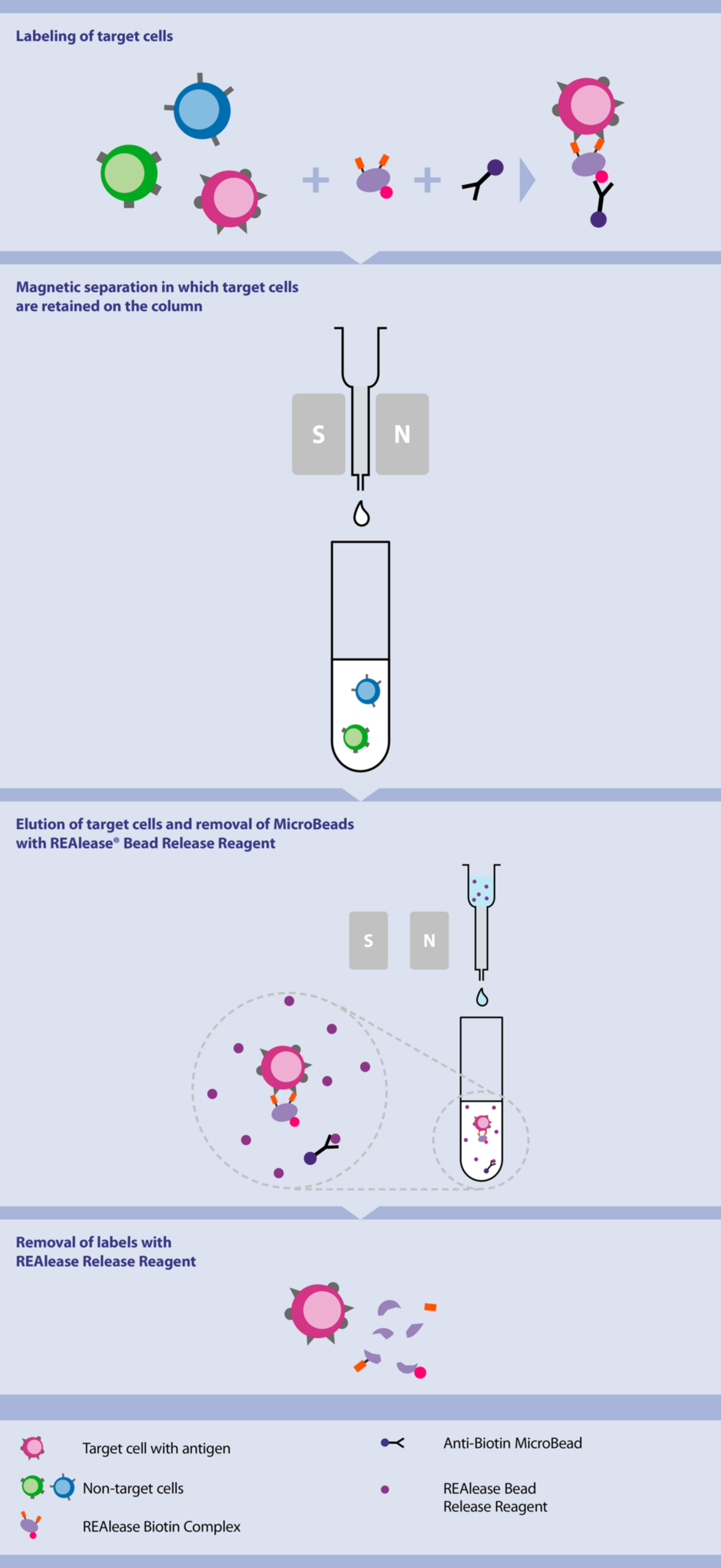 B cell activation | Single b cell sorting | Miltenyi | Deutschland ...