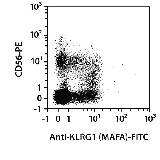 KLRG1 Antibody, anti-human, REAfinity™ | Miltenyi Biotec | Great Britain