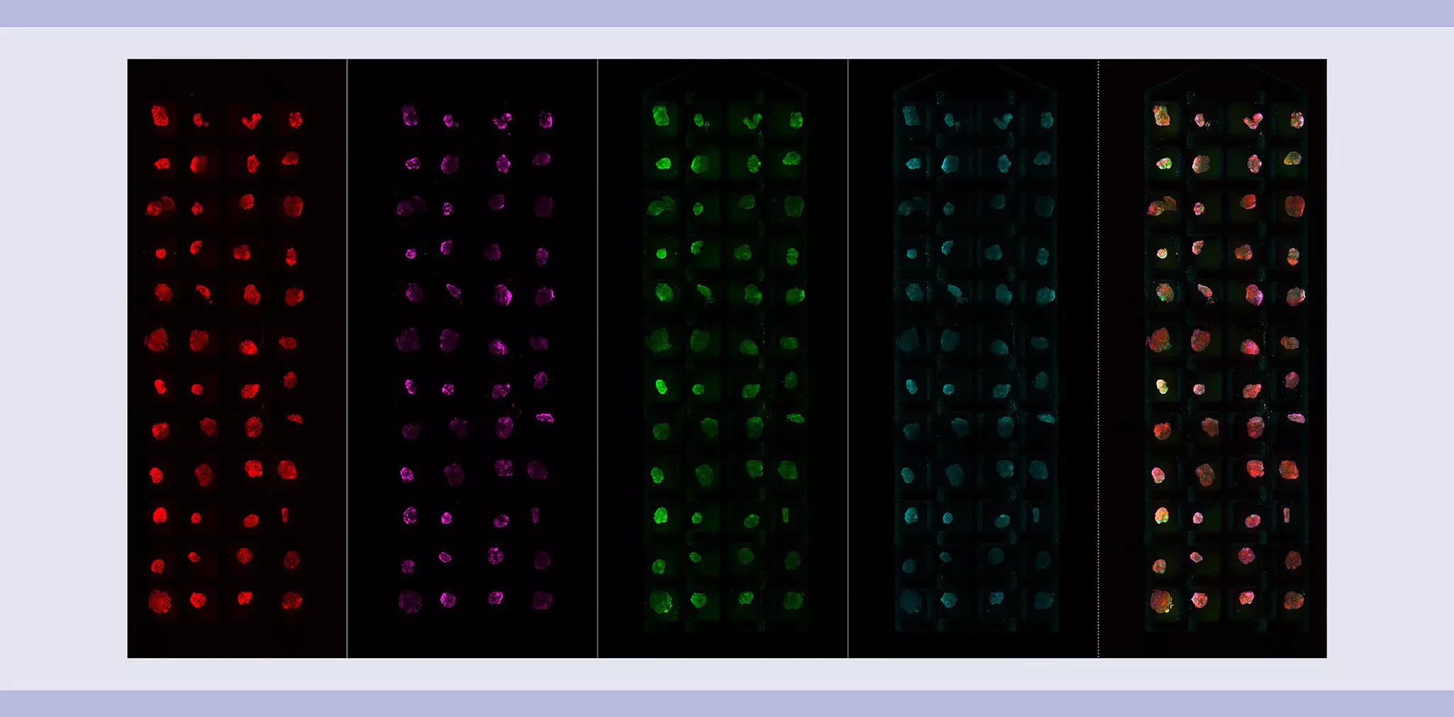 Light Sheet Microscopy | MACS® Handbook | Miltenyi Biotec | Great Britain