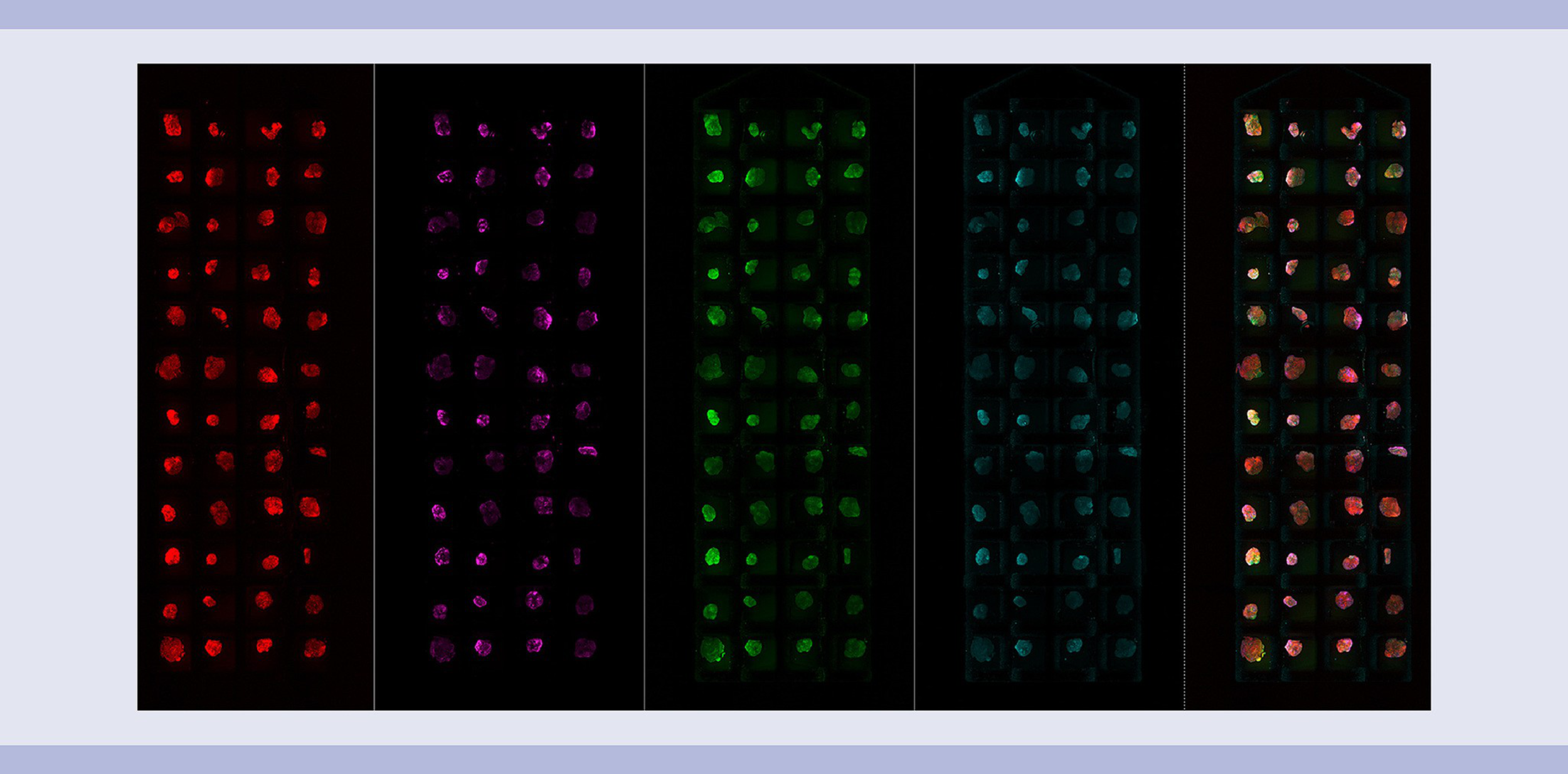 Light sheet microscopy | Miltenyi Biotec | USA