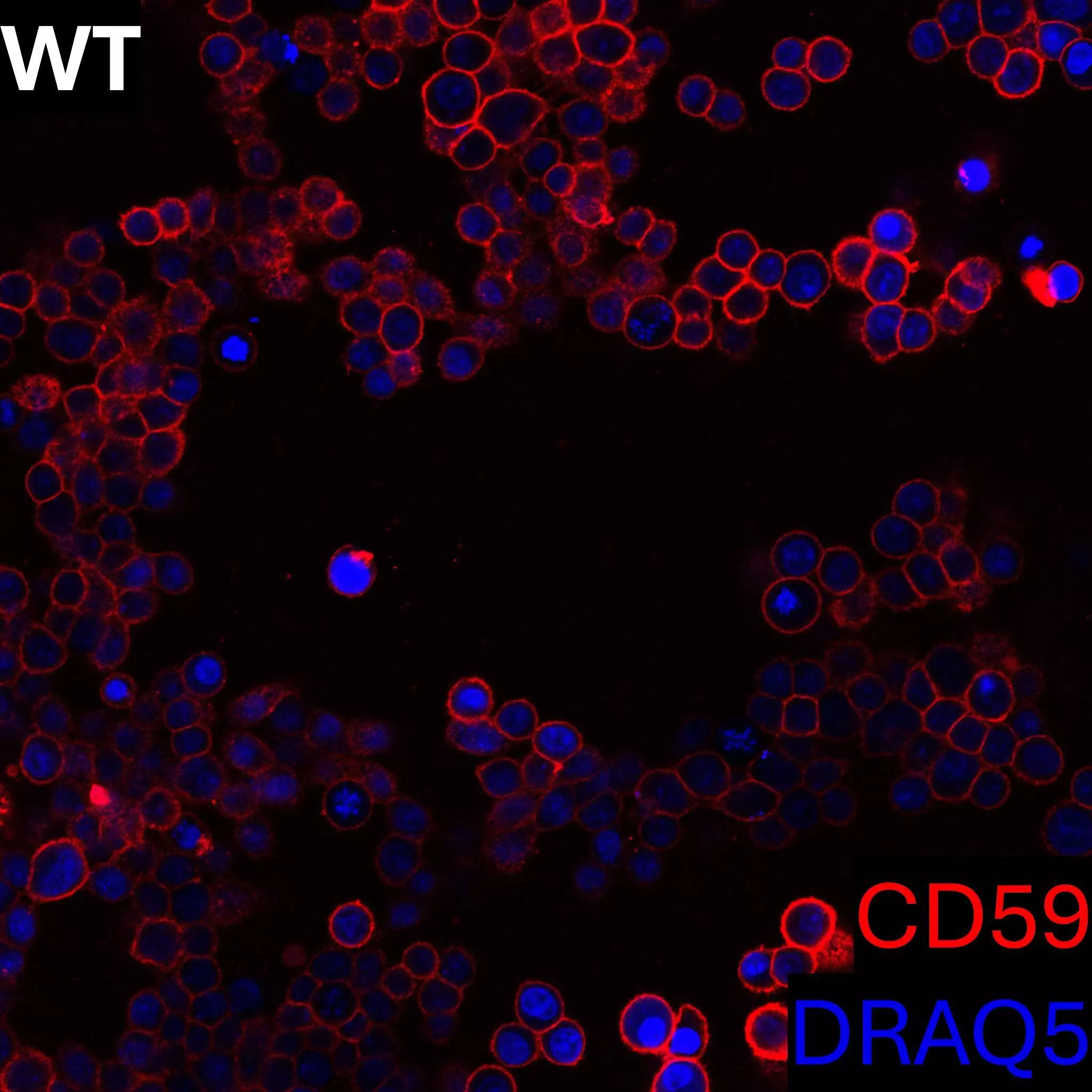 CD59 Antibody, anti-human, REAfinity™ | Miltenyi Biotec | USA