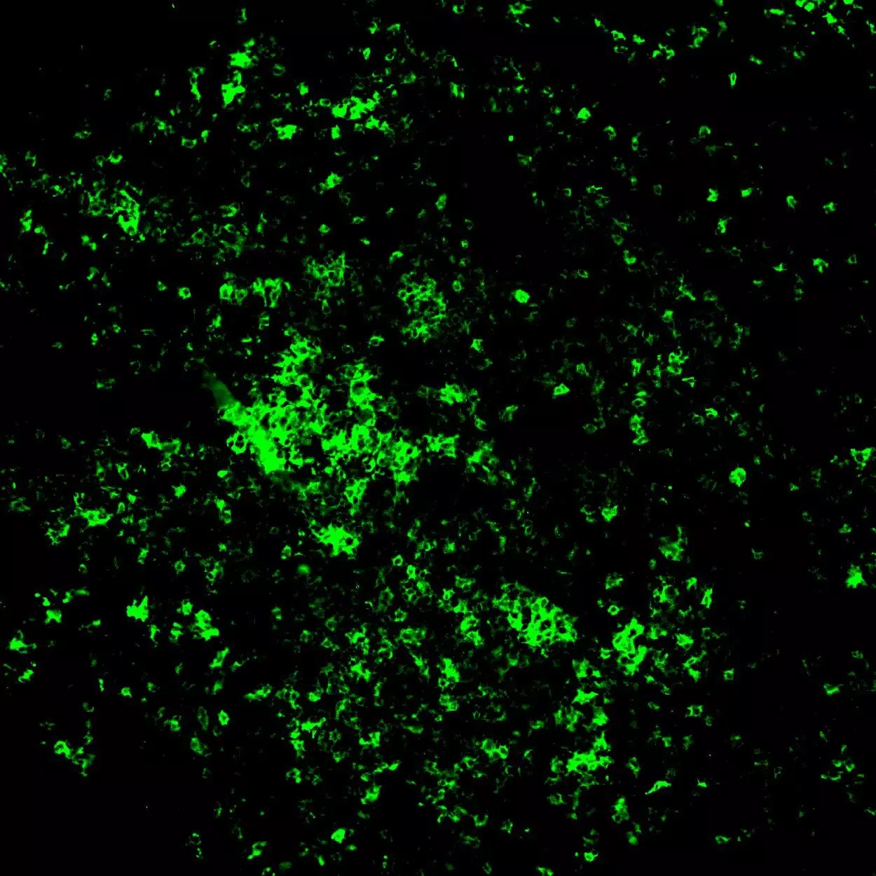 CD319 (CRACC) Antibody, anti-human, REAfinity™ | Miltenyi Biotec | USA