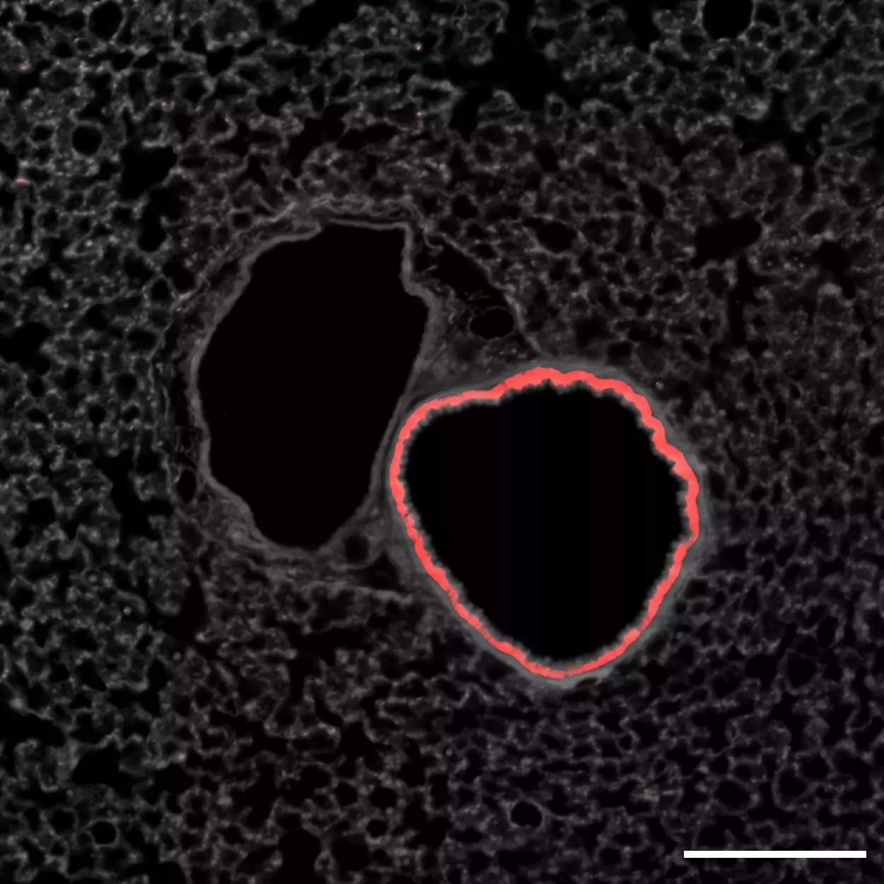 CD326 (EpCAM) Antibody, anti-mouse, REAfinity™ | Miltenyi Biotec | USA