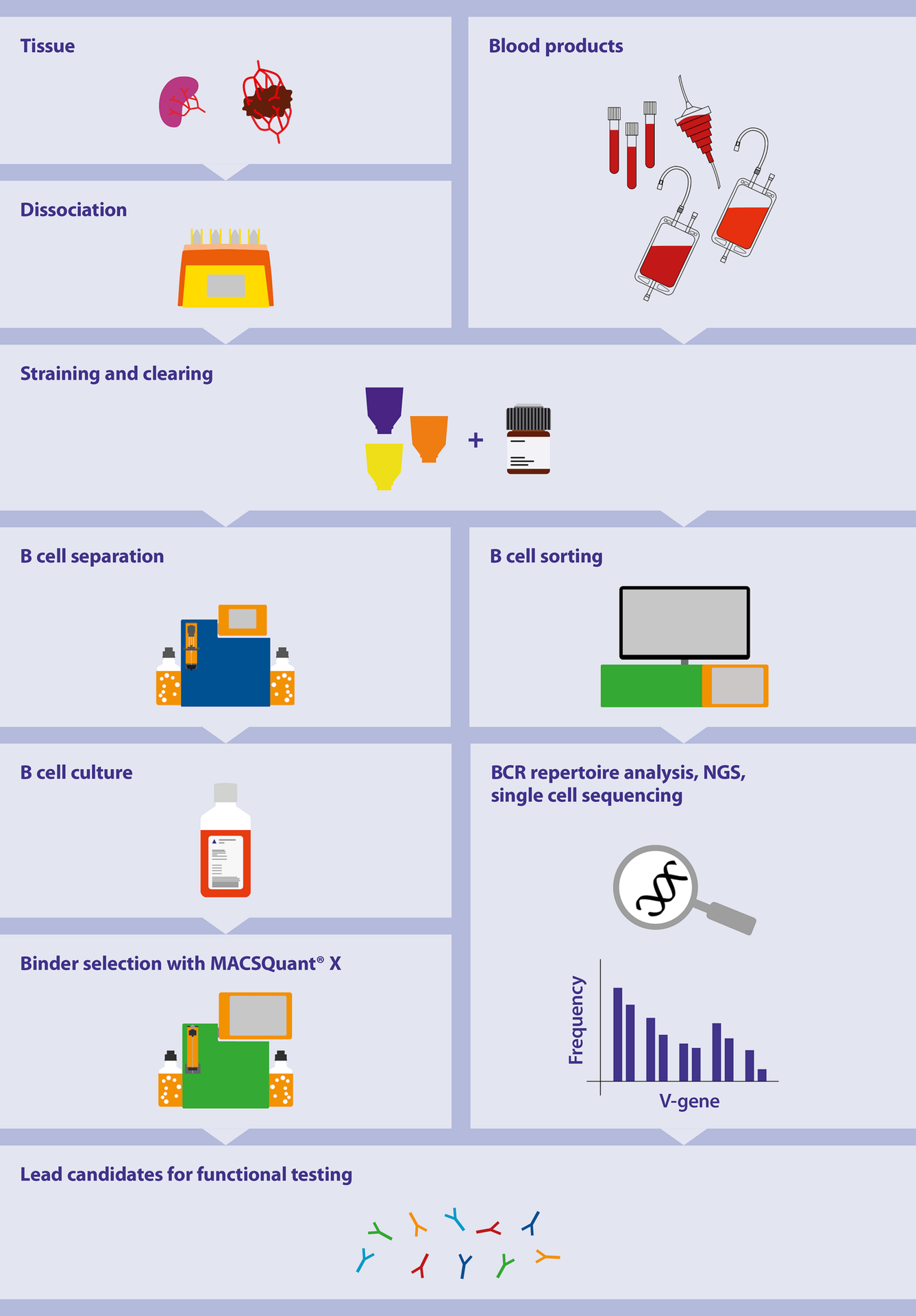 Monoclonal antibodies cancer treatment | Monoclonal antibody ...