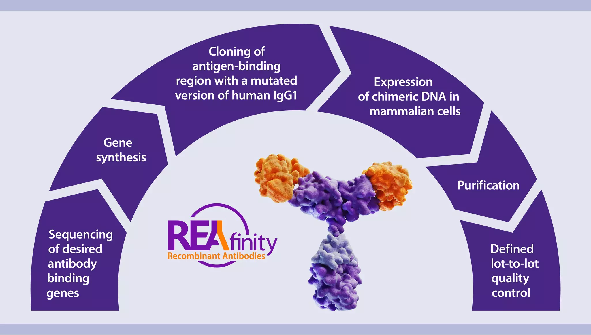 Antibody Development | Recombinant Antibody Production | Miltenyi ...