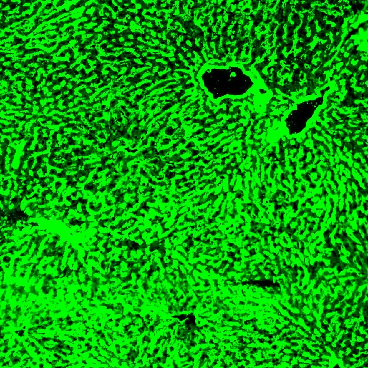 CD146 (LSEC) Antibody, anti-mouse | Miltenyi Biotec | USA