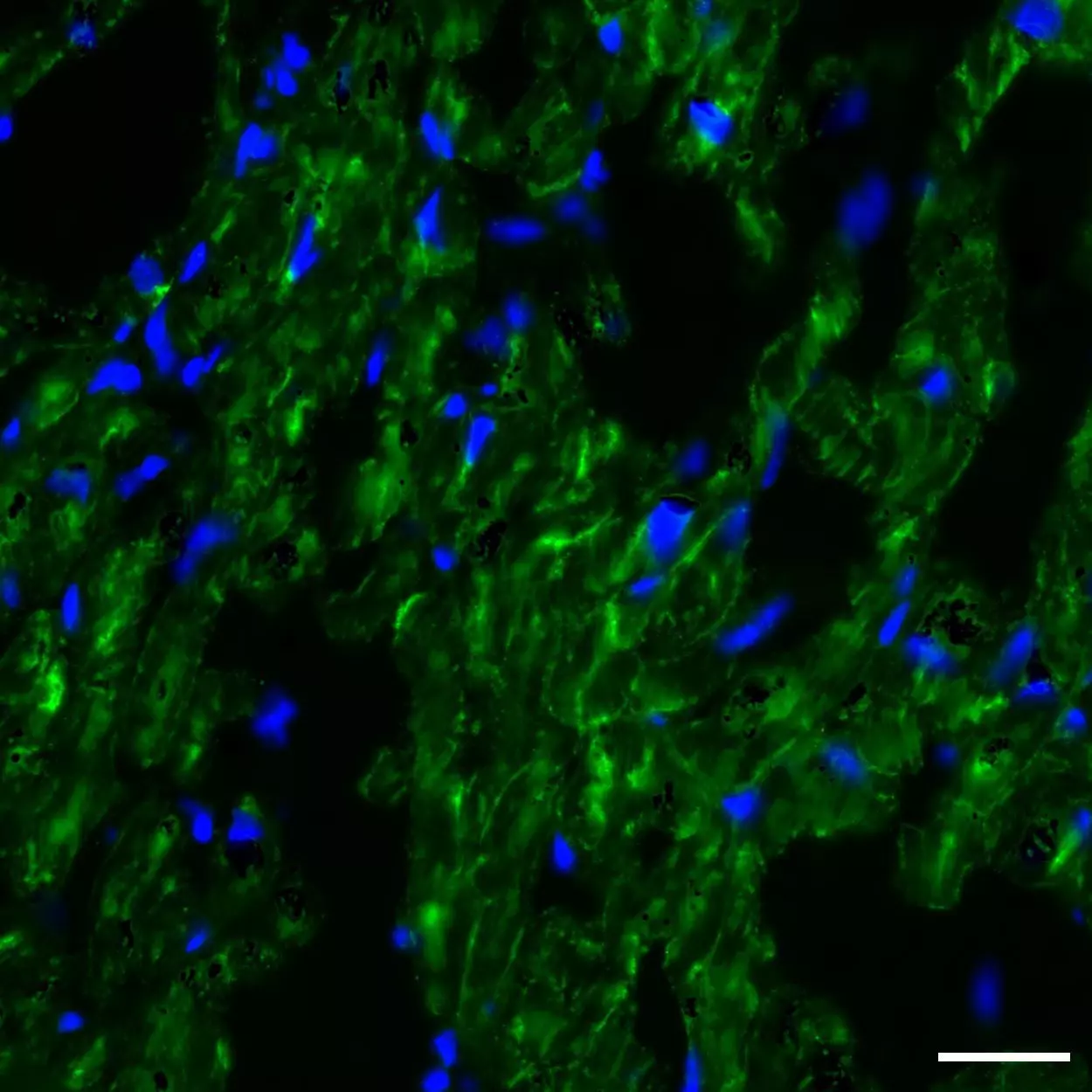 AIFM1 Antibody, anti-human, REAdye_lease™ | Miltenyi Biotec | USA