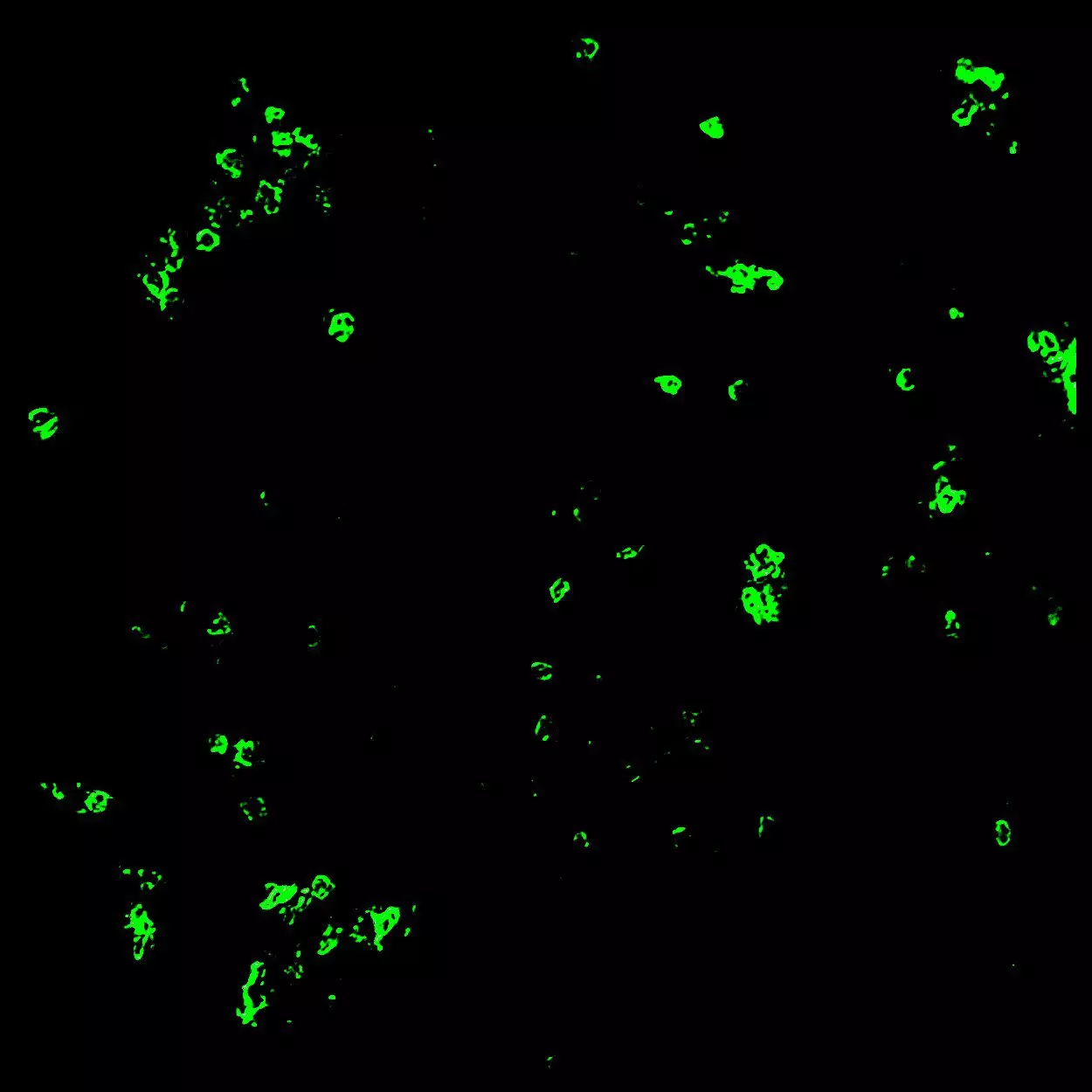 CD38 Antibody, anti-human, REAfinity™ | Miltenyi Biotec | USA