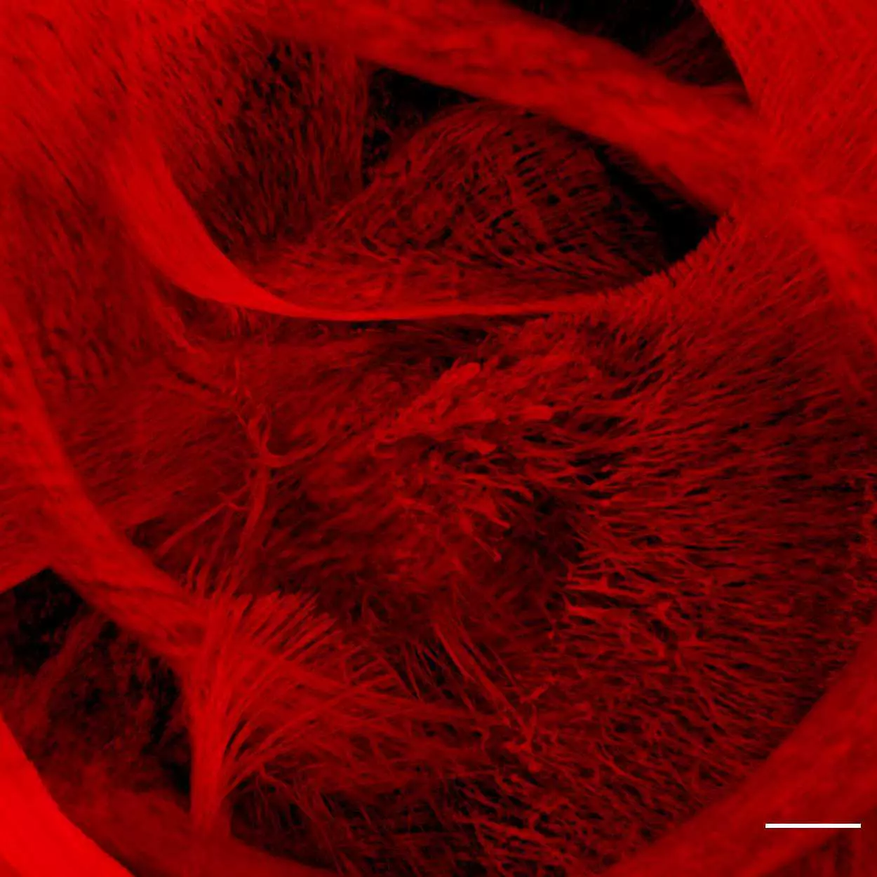 MBP Antibody, anti-human/mouse, REAfinity™ | Recombinant antibodies ...