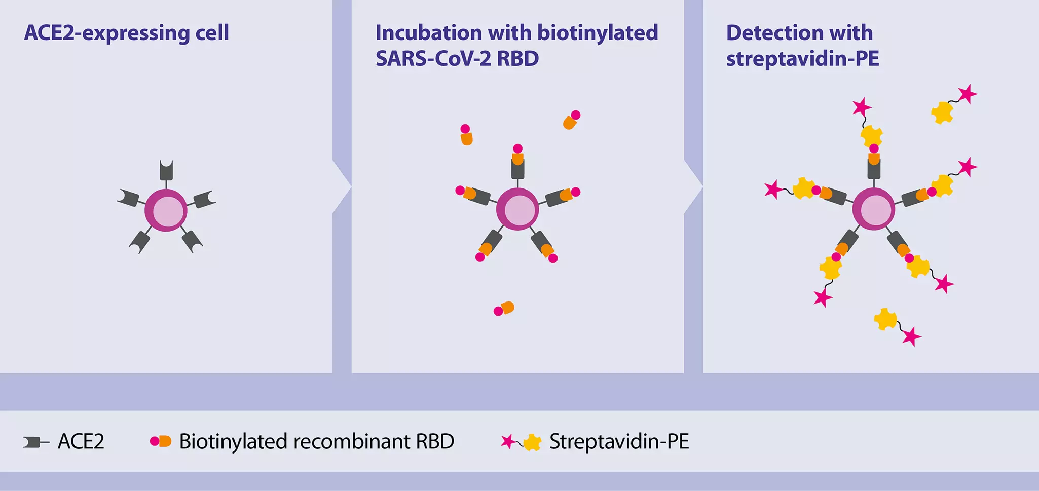 Recombinant SARS-CoV-2 RBD (HEK) | Miltenyi Biotec | 대한민국