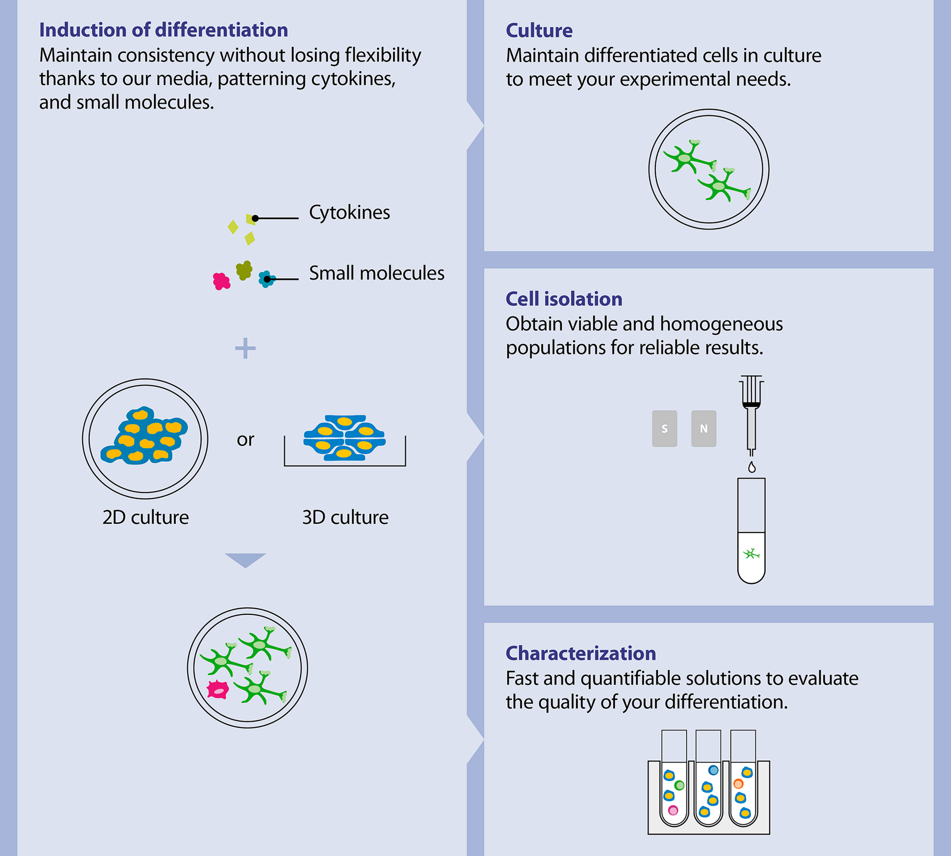 Master Pluripotent Stem Cell Differentiation | Miltenyi Biotec | भारत