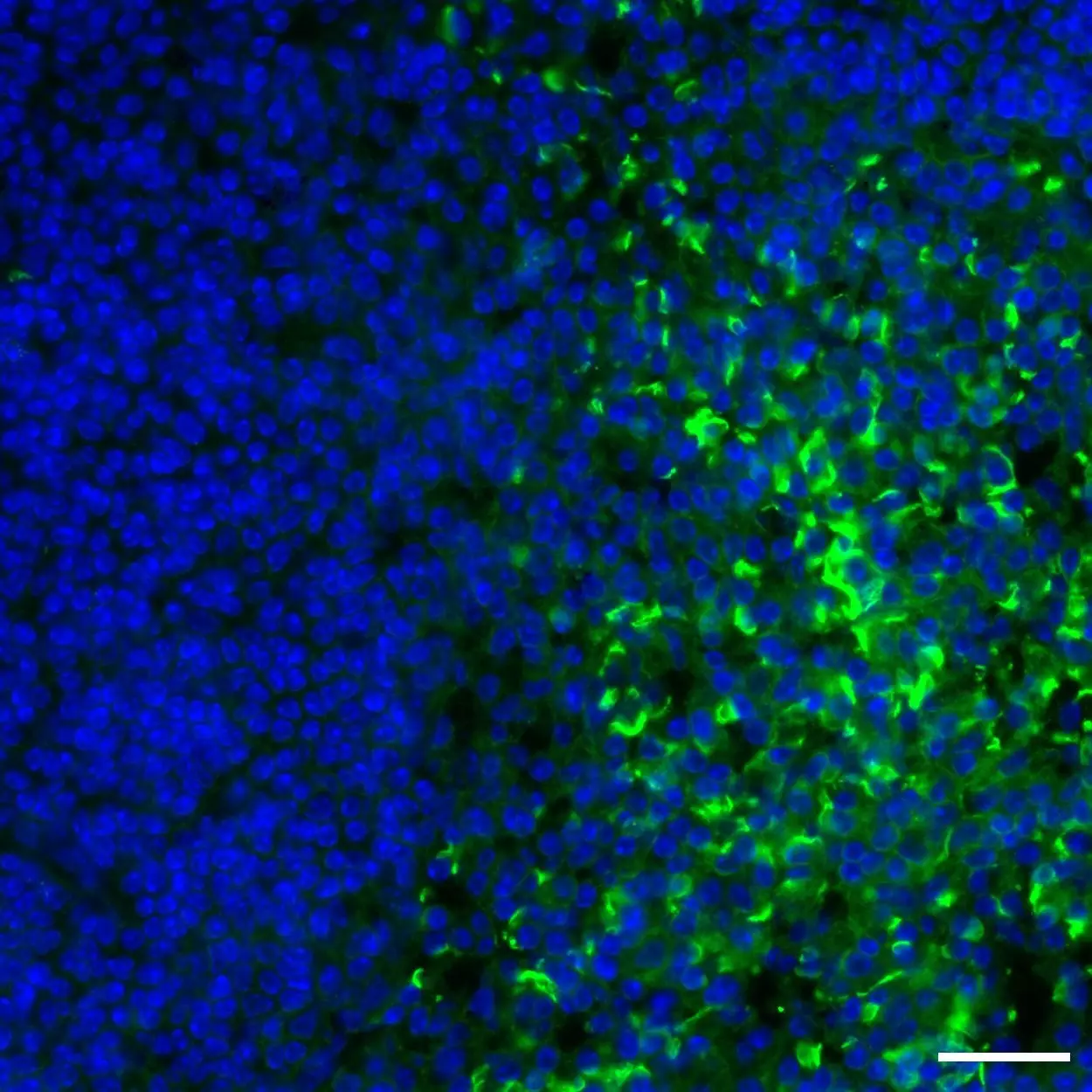 Ter-119 Antibody, anti-mouse, REAdye_lease™ | Miltenyi Biotec | Australia