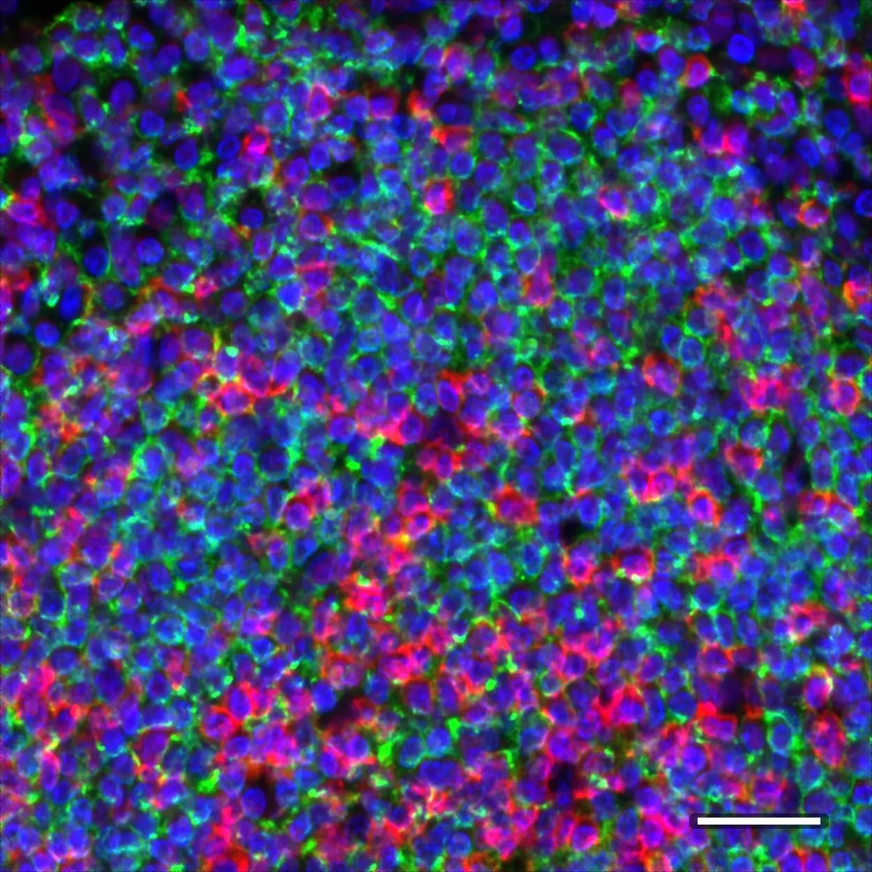 CD45RA Antibody, anti-human, REAfinity™ | Miltenyi Biotec | USA