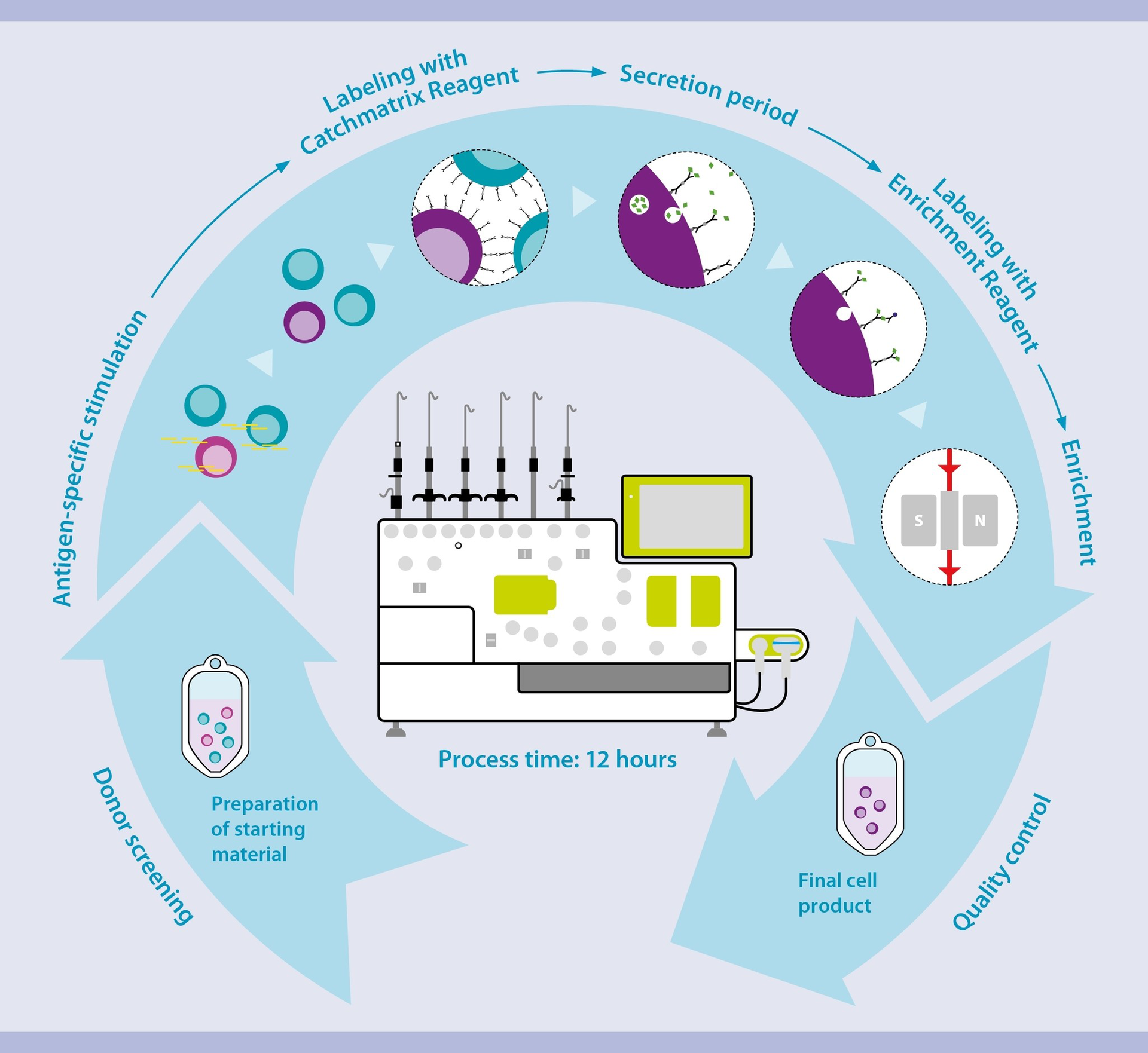Separation of Virus specific T cells | IFN gamma CD4 T cells & CD8 T ...