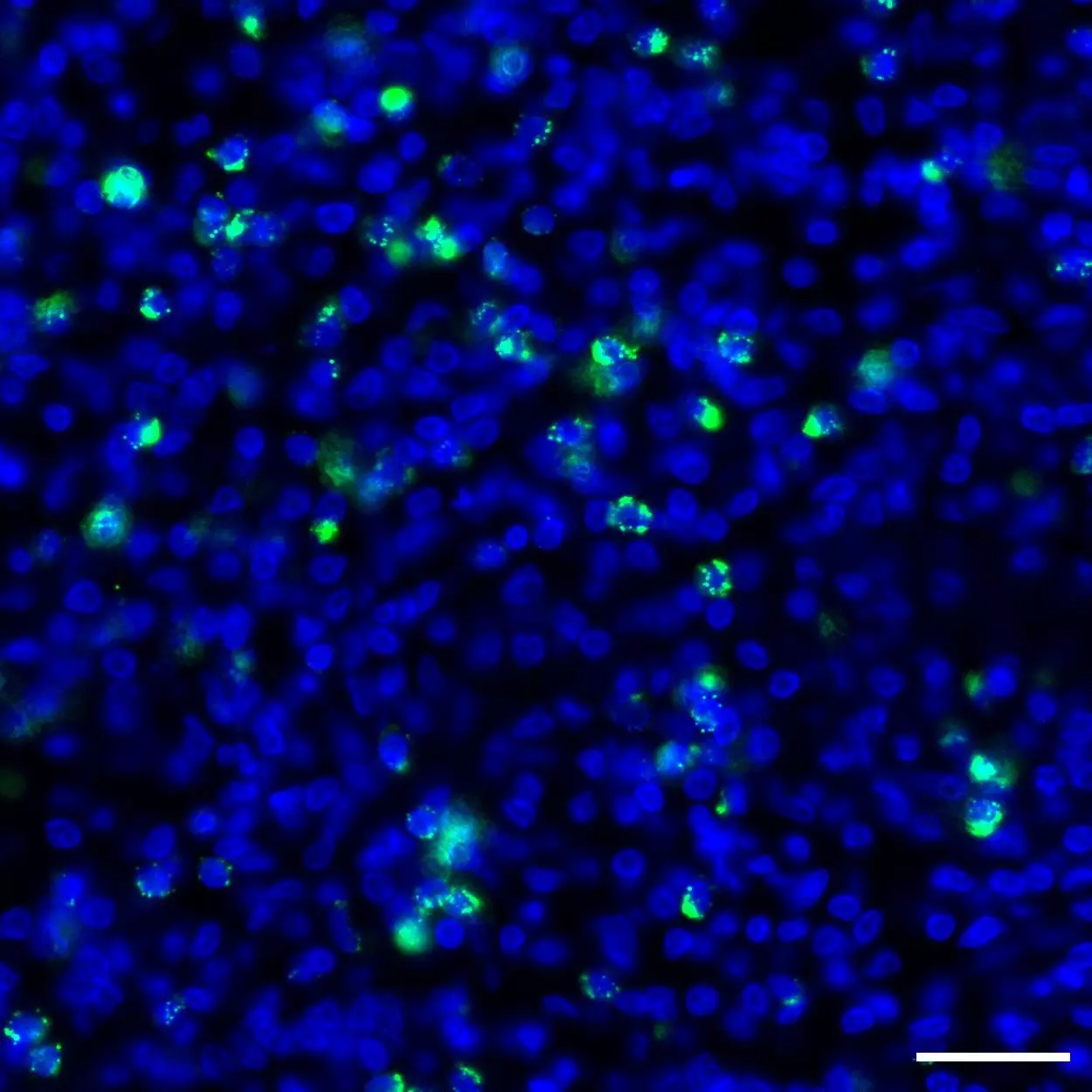 Granzyme B Antibody, anti-human, REAfinity™ | Miltenyi Biotec | Italia