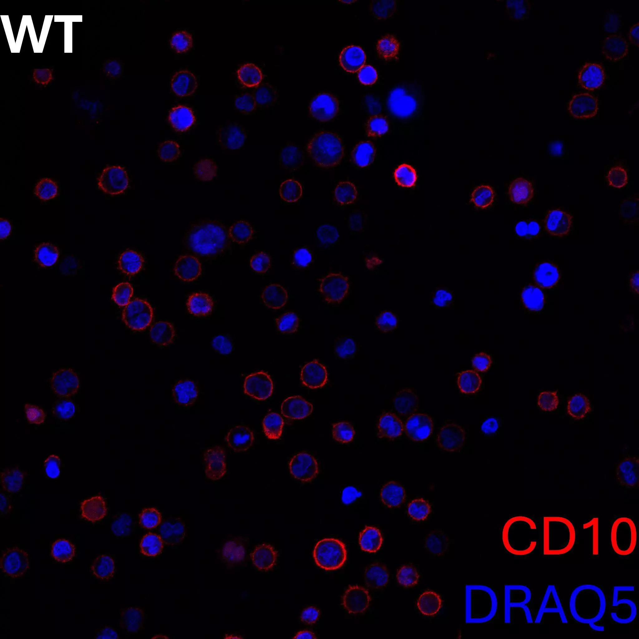 CD10 Antibody, anti-human, REAlease® | Miltenyi Biotec | India