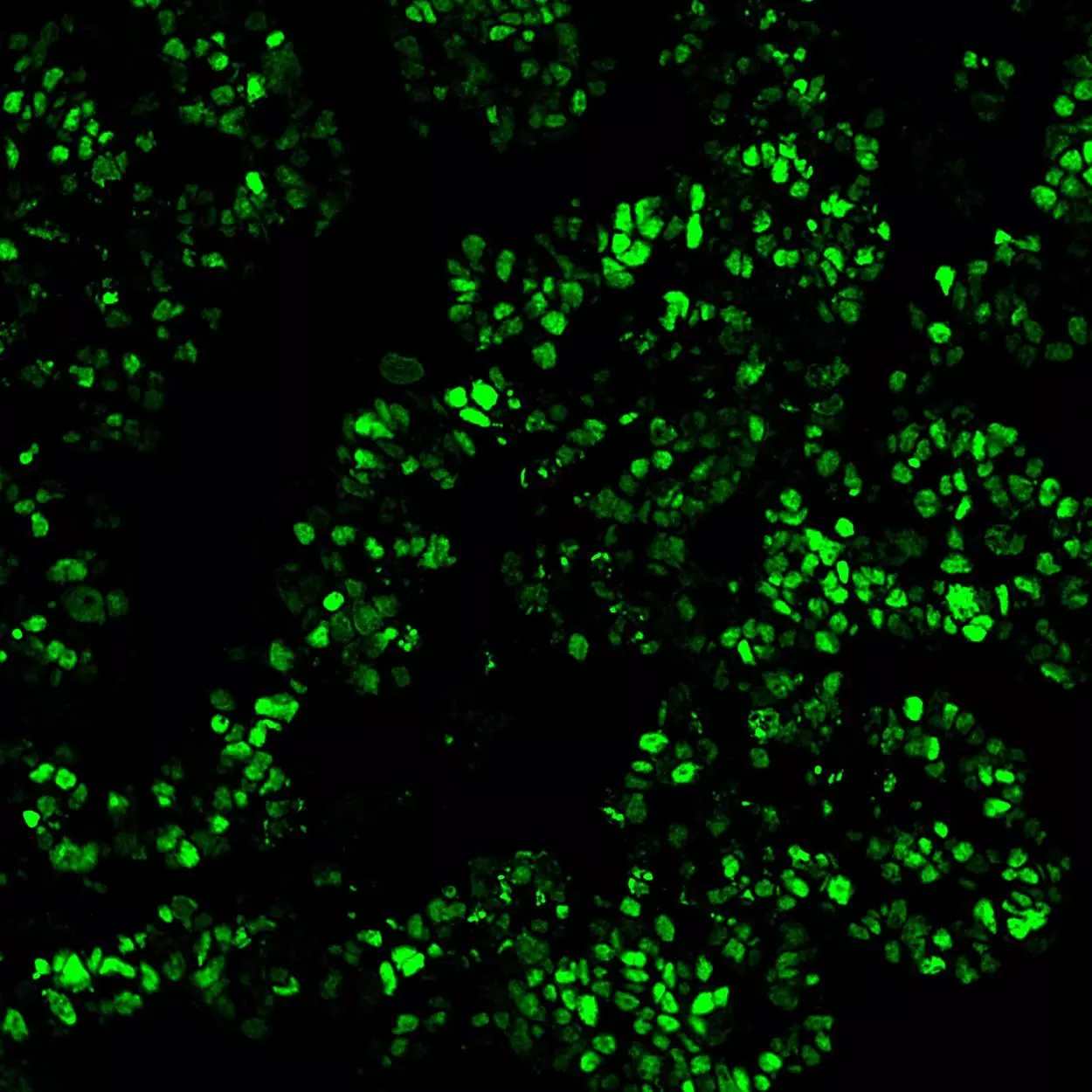 p53 Antibody, anti-human, REAfinity™ | Miltenyi Biotec | India