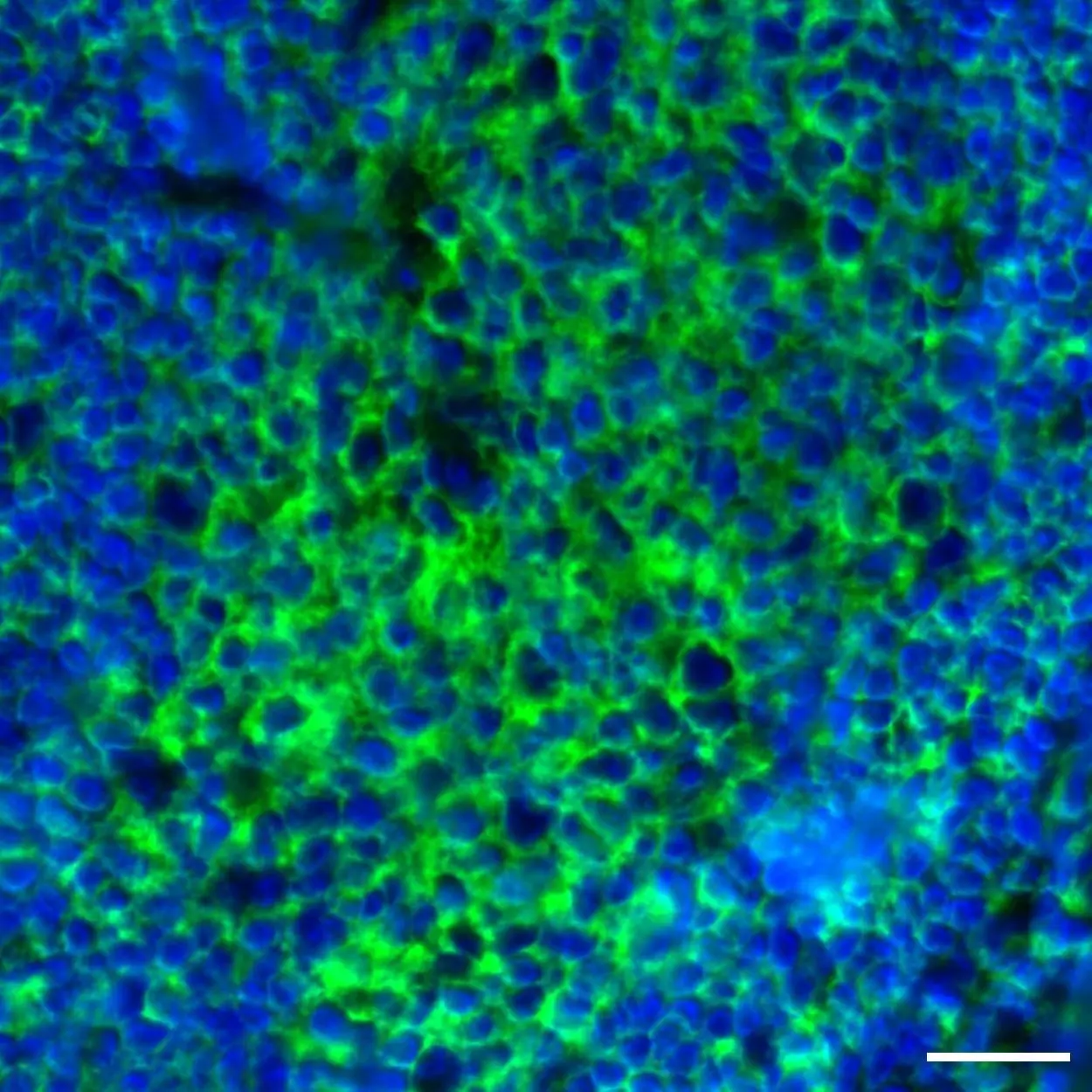 HLA-ABC Antibody, anti-human, REAdye_lease™ | Miltenyi Biotec | USA