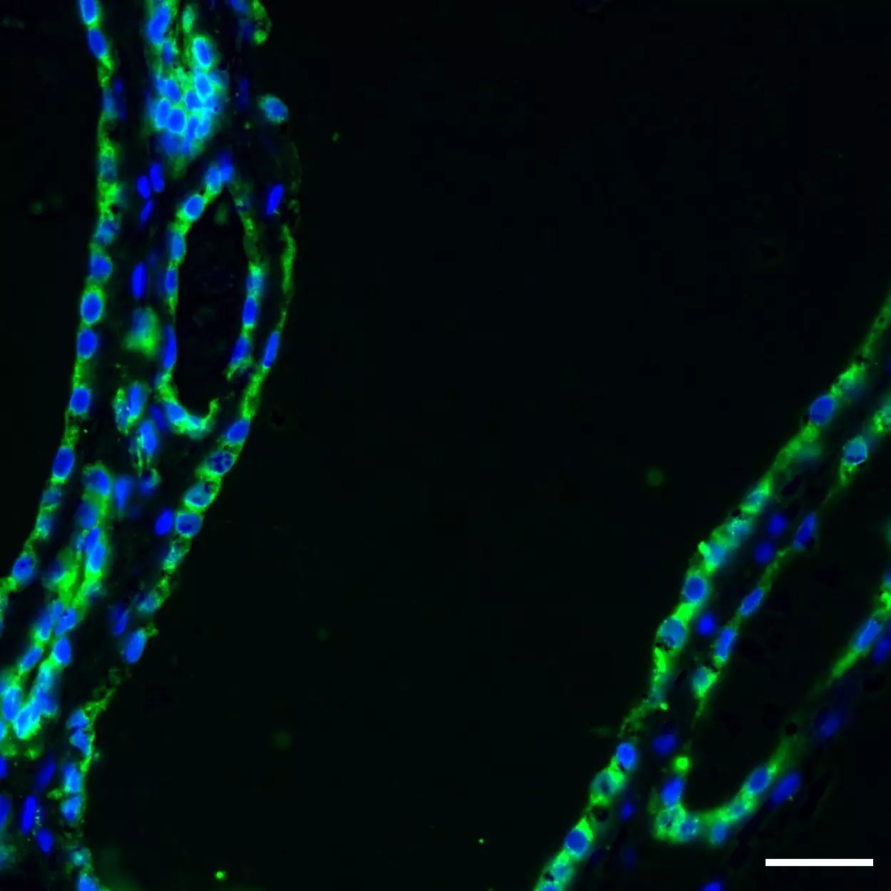 Calnexin Antibody, anti-human, REAdye_lease™ | Miltenyi Biotec | USA