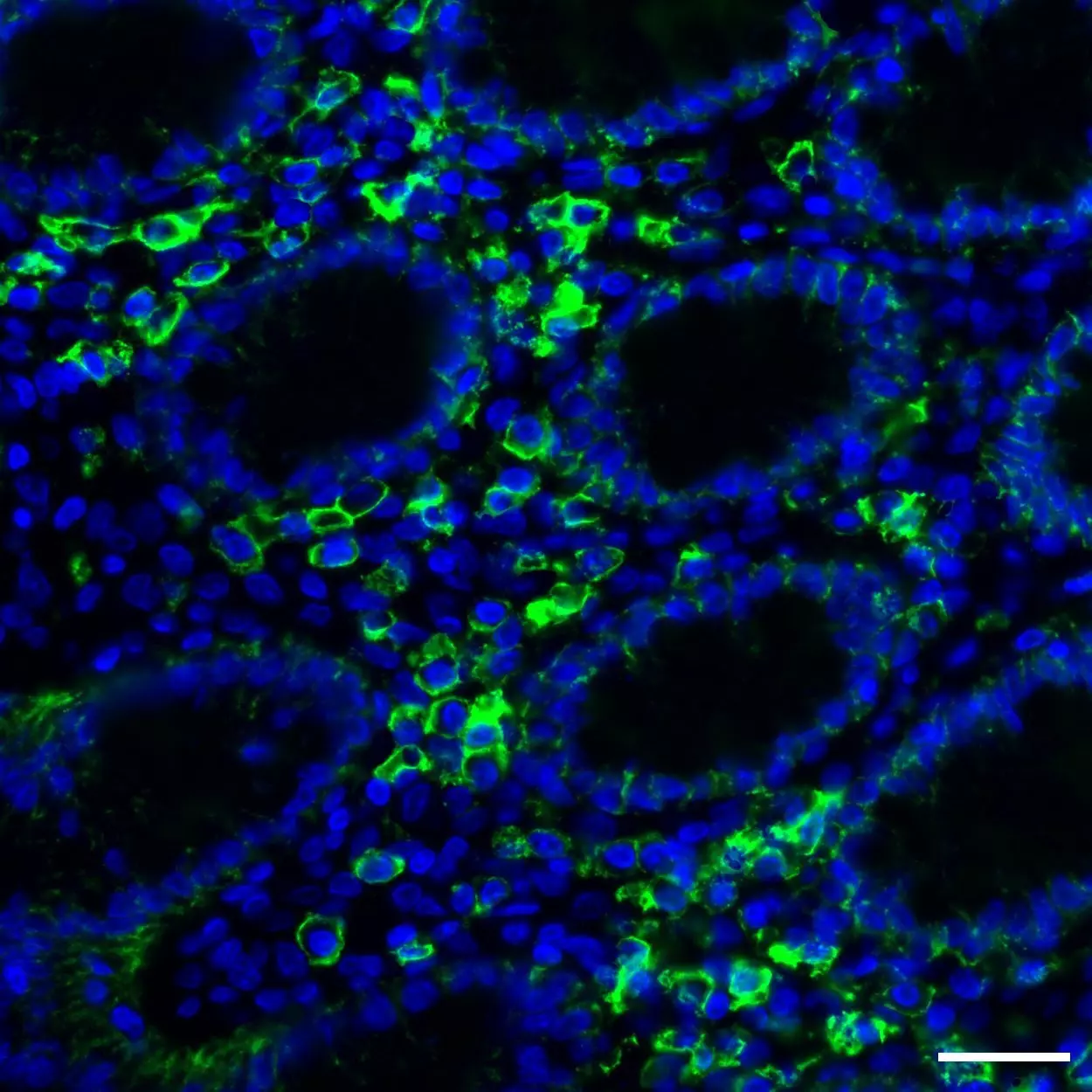CD138 Antibody, anti-human, REAdye_lease™ | Miltenyi Biotec | USA