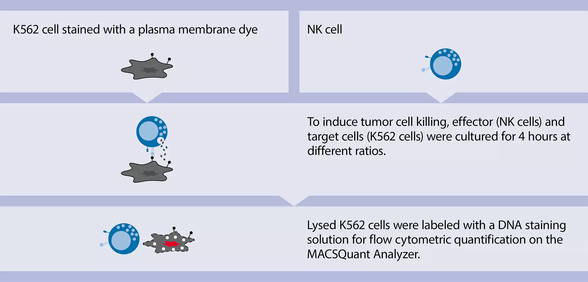 Isolation of NK cells | Untouched immune cells | Protocol | Miltenyi ...