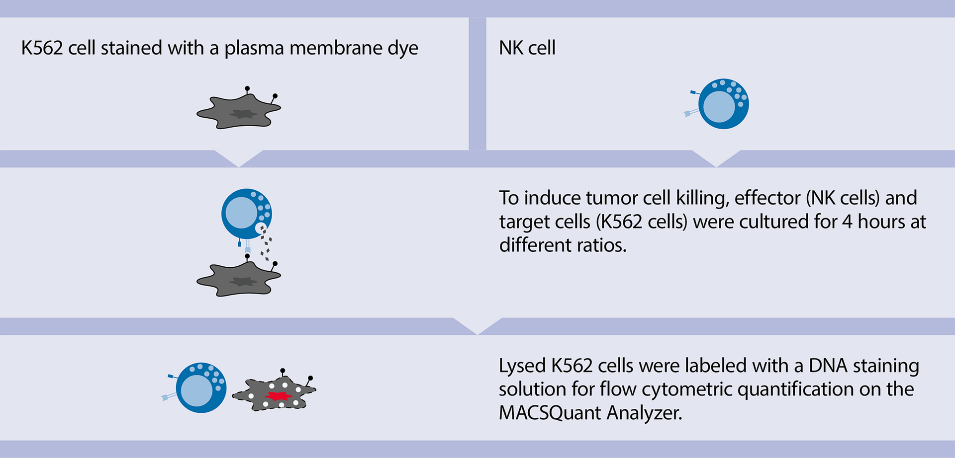 Isolation of NK cells | Untouched immune cells | Protocol | Miltenyi ...