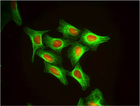 DRAQ5™ Staining Solution | Miltenyi Biotec | USA