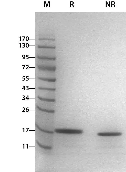 Human G-CSF | Miltenyi Biotec | USA