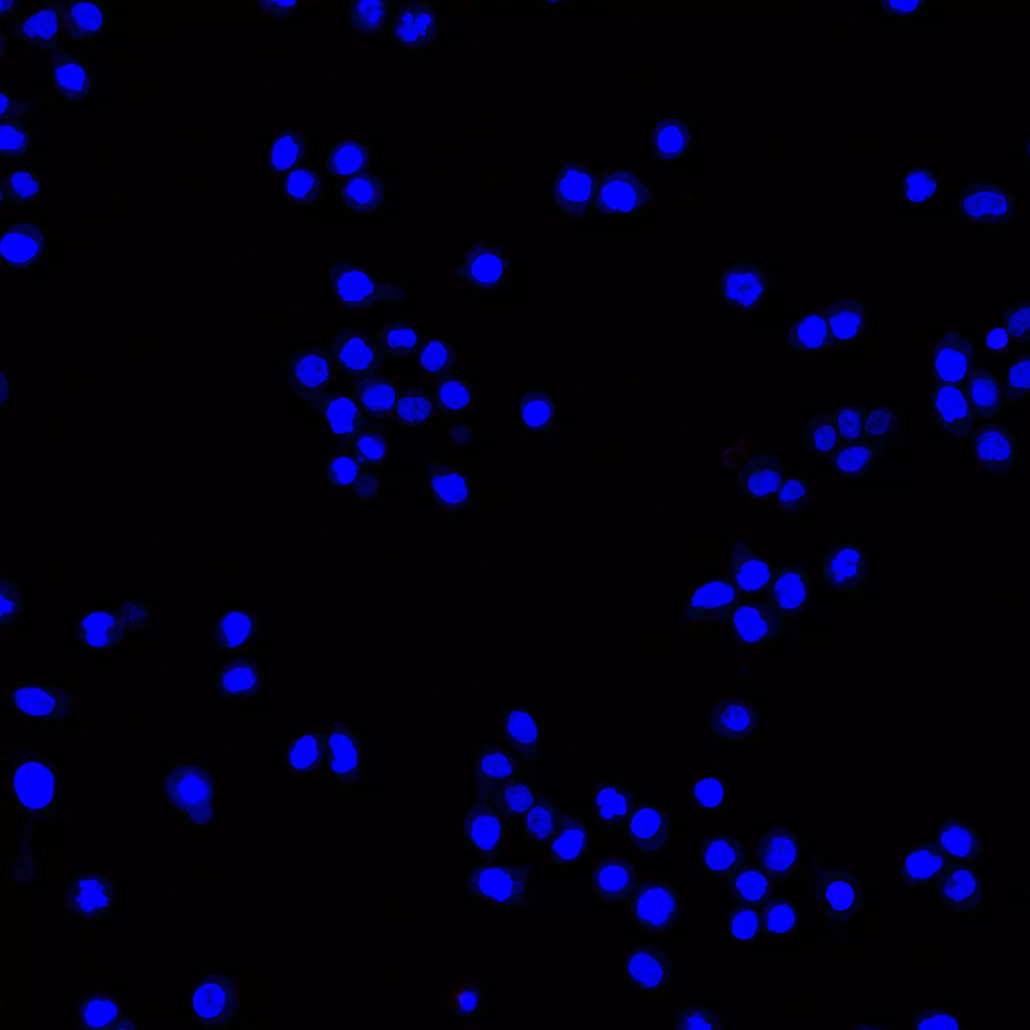 Plexin-B2 Antibody, anti-human, REAfinity™ | Miltenyi Biotec | India