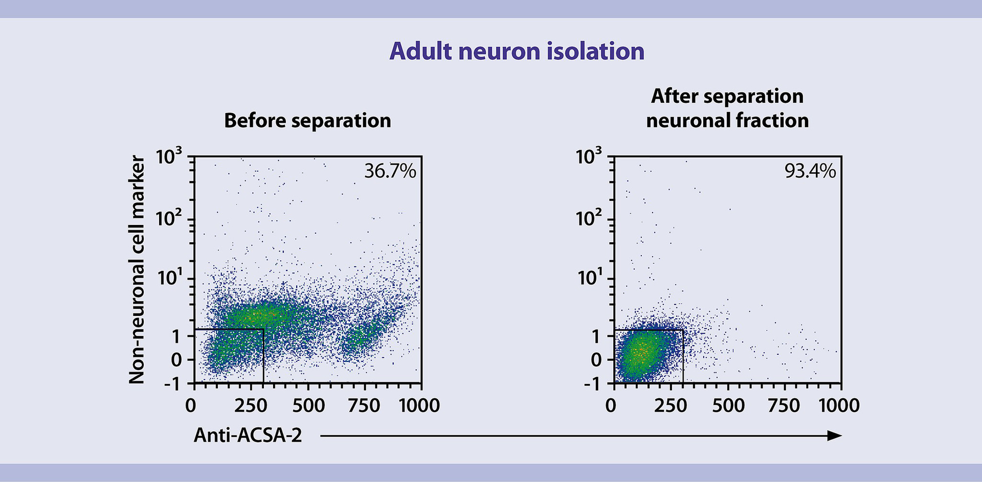 Neural cells | adult mouse brain | Workflow | Miltenyi Biotec | USA
