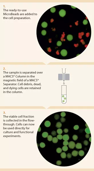 Dead Cell Removal Kit | Miltenyi Biotec | 日本